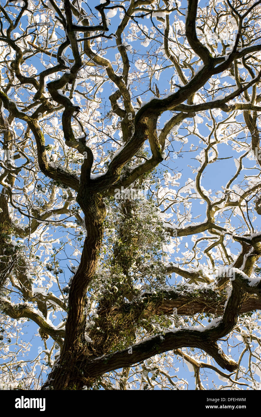 View looking up of a tree covered in fresh snow Stock Photo - Alamy