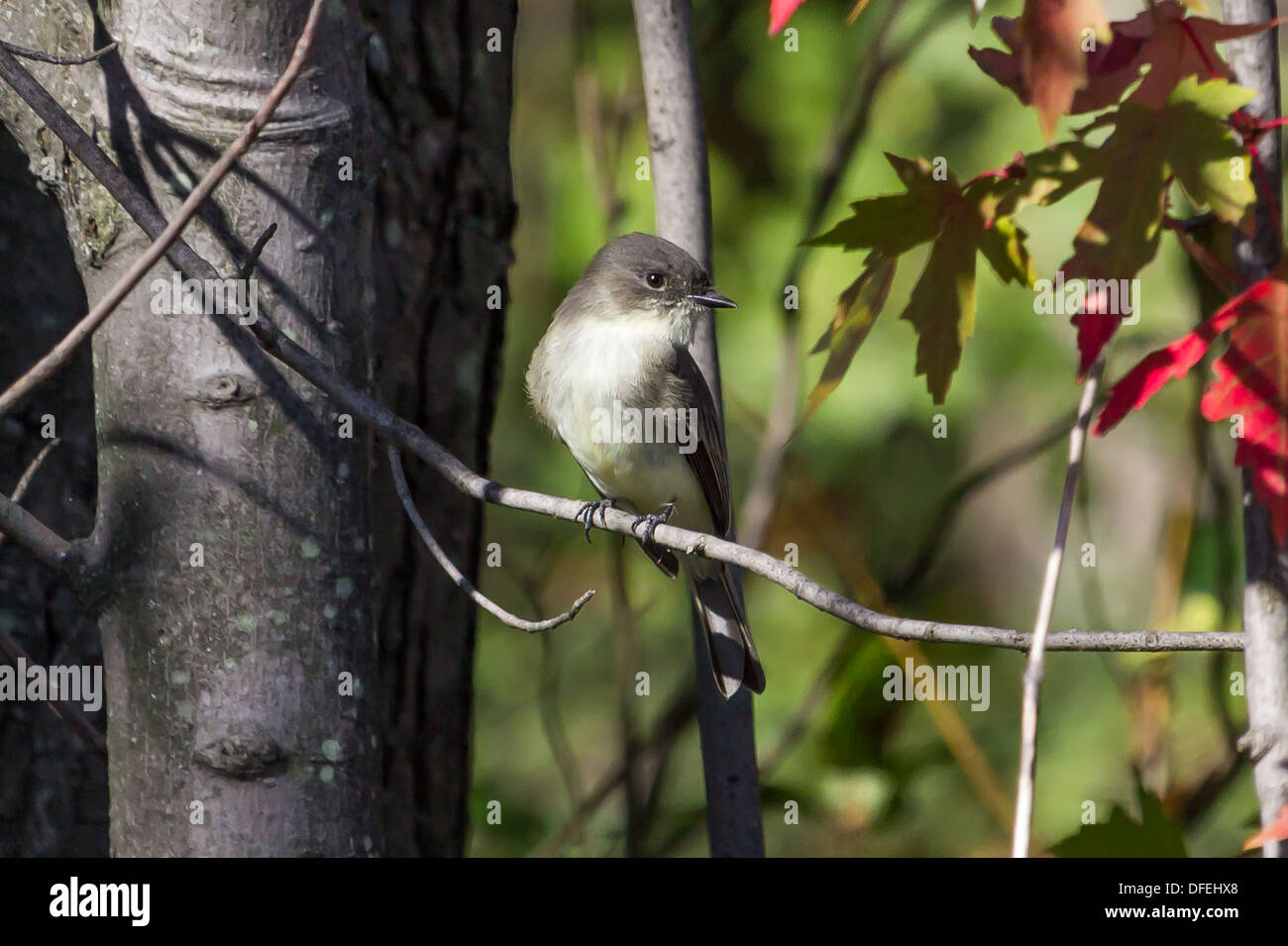 Eastern phoebe bird hi-res stock photography and images - Alamy