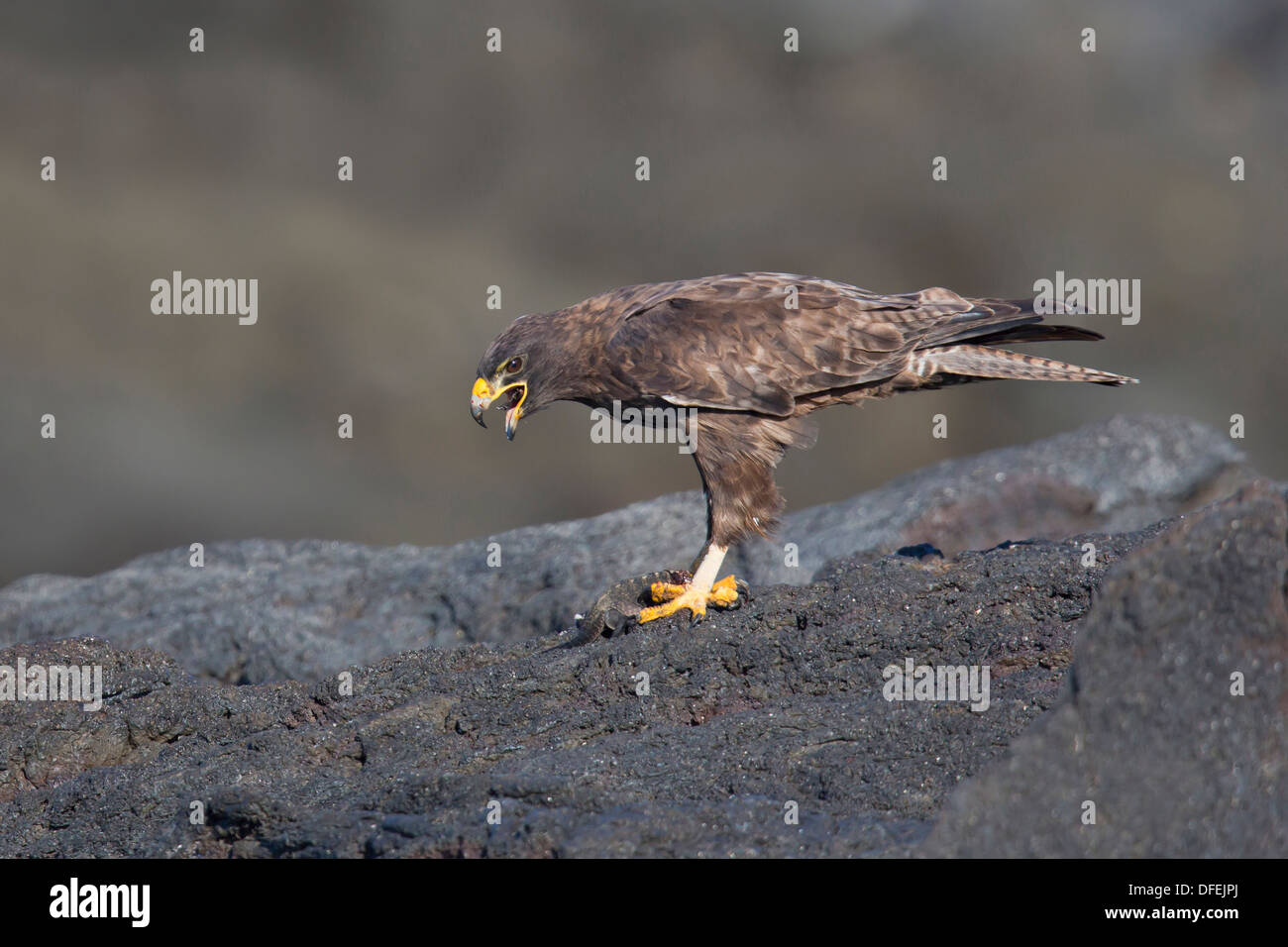 Galapagos Hawk High Resolution Stock Photography and Images - Alamy