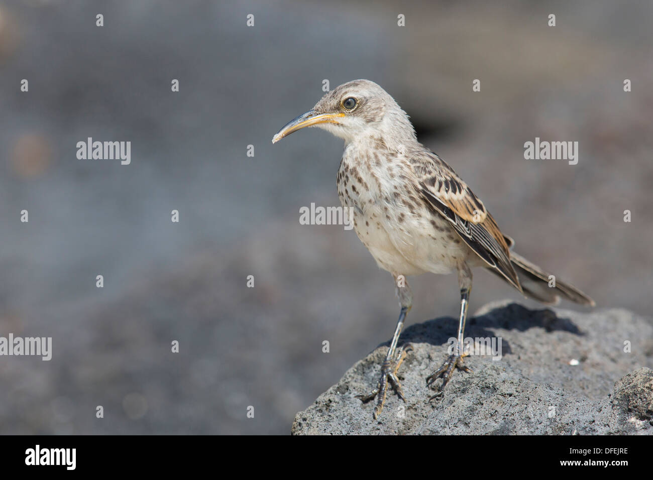 Galapagos Mockingbird (Mimus parvulus) - Santa Cruz, Galapagos Islands ...
