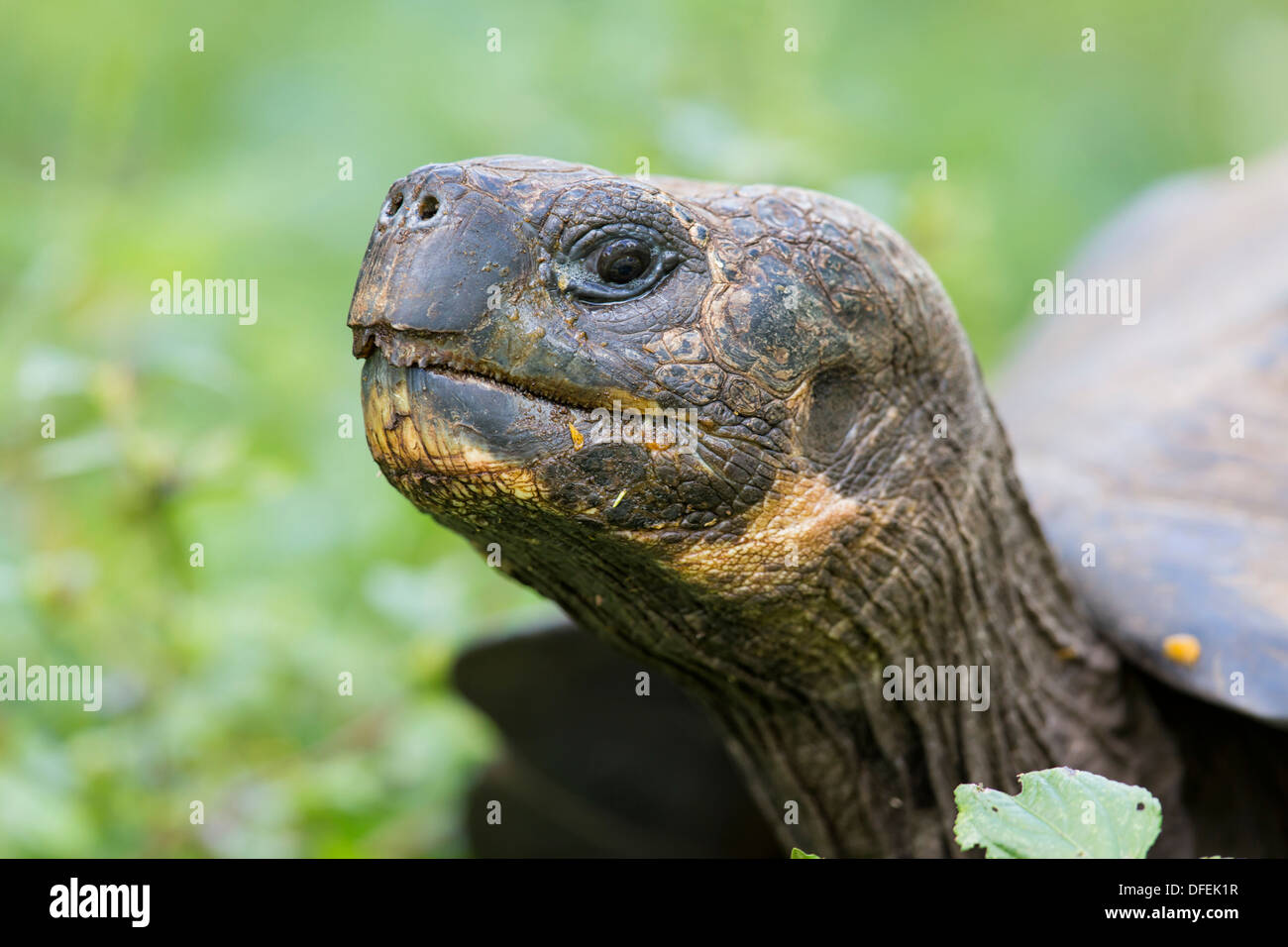 Galapagos Tortoise (Chelonoidis nigra) - Isabela Island, Galapagos ...