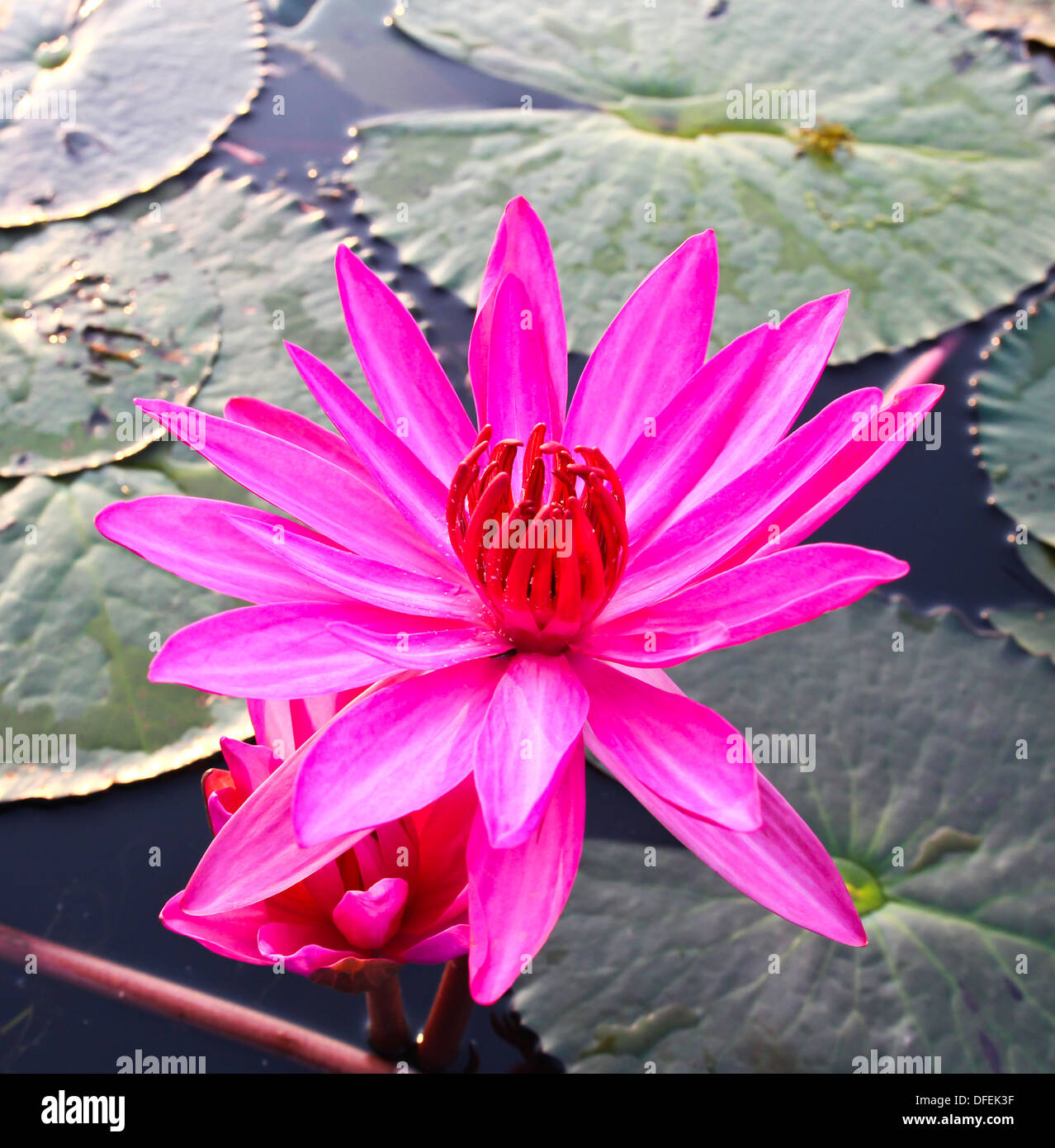 Pink lotus flower decoration hi-res stock photography and images - Alamy
