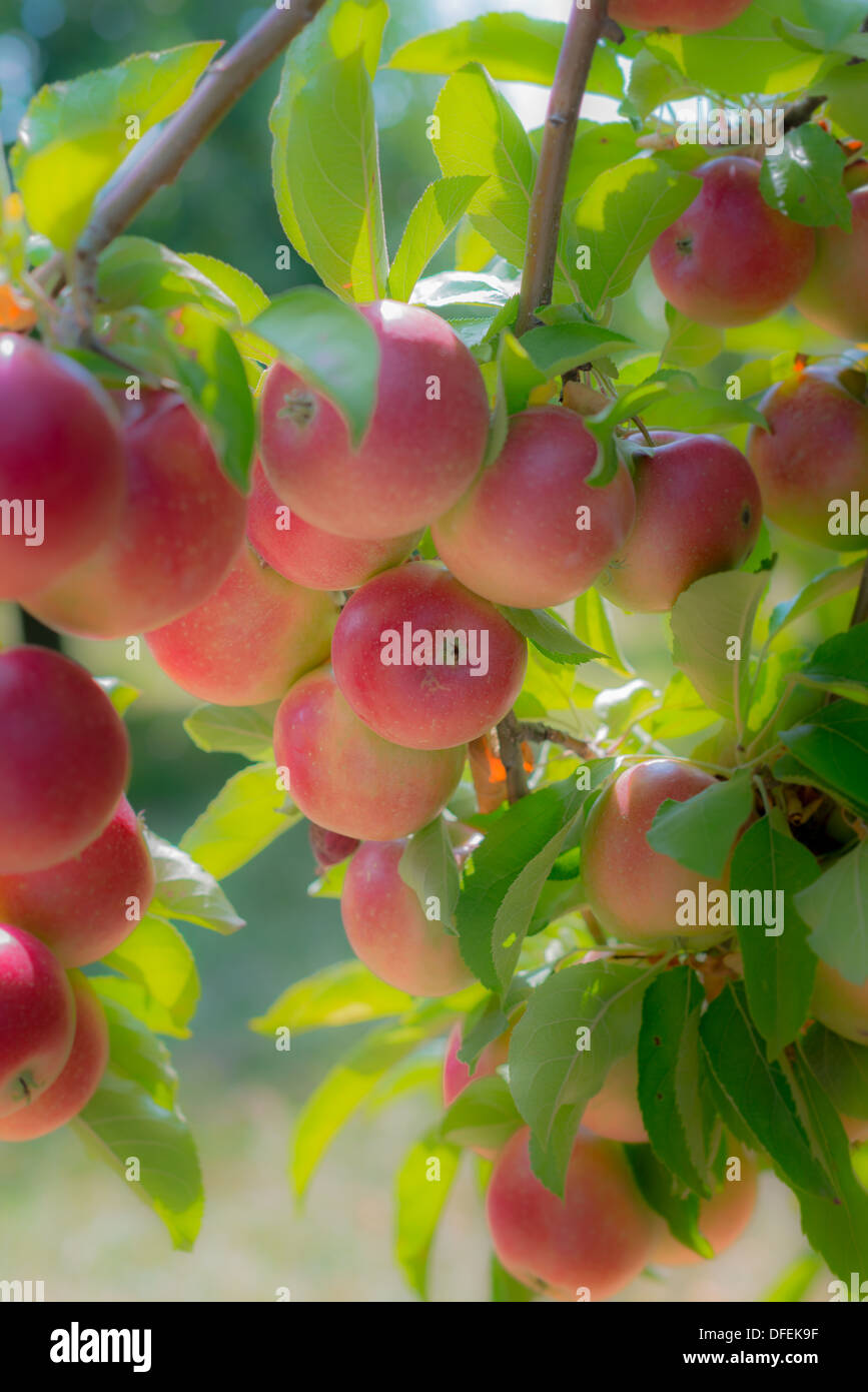 Fuji apples apples sky pennsylvania produce adams county pennsylvania ...