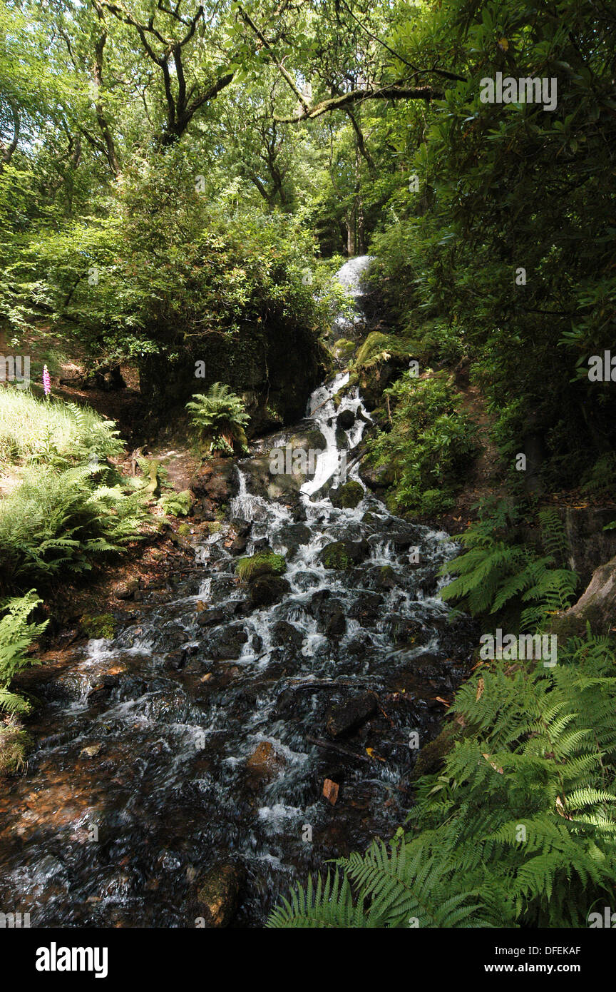 The Devonport Leat flows down into Burrator Reservoir, Dartmoor ...