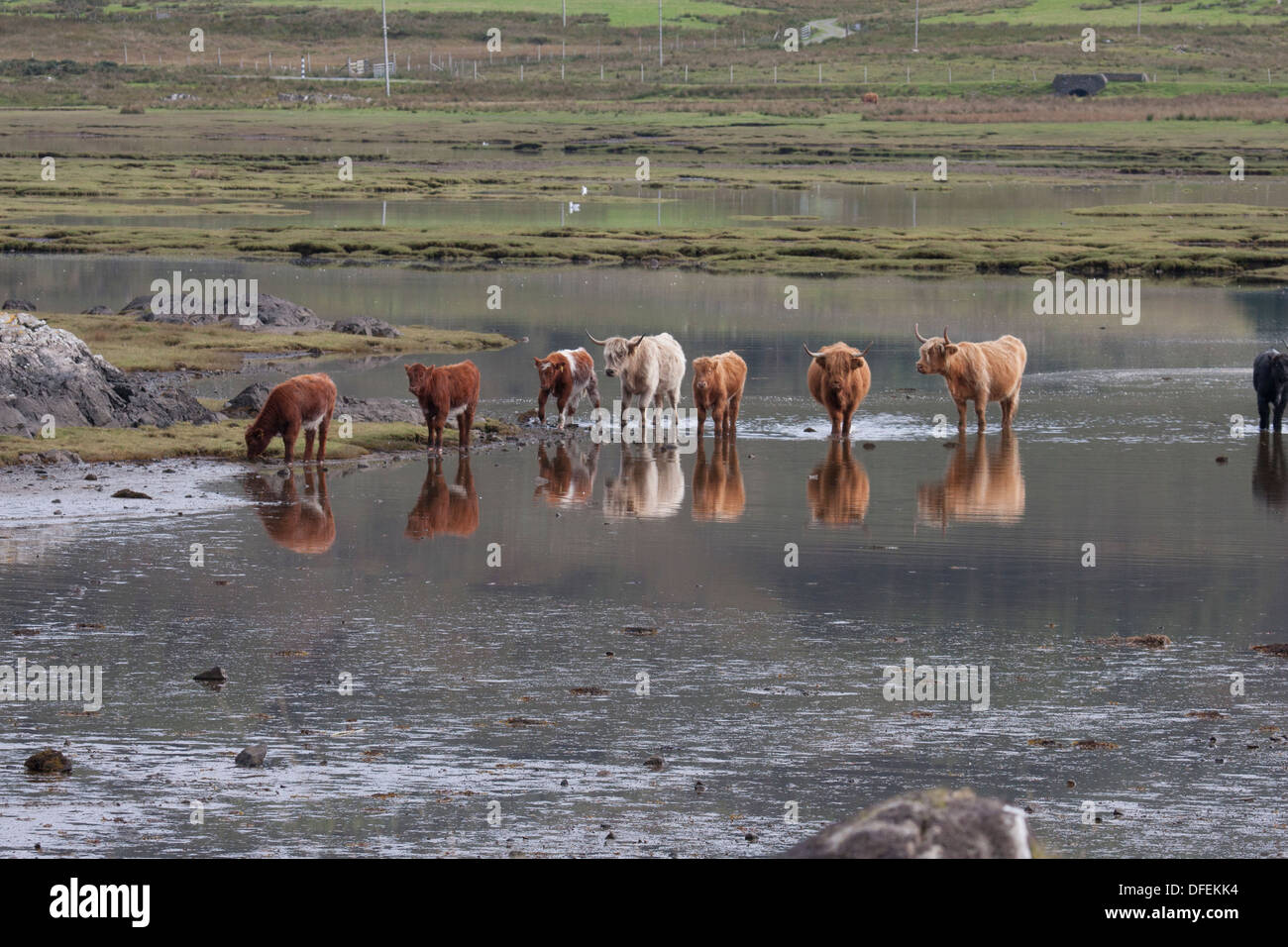 Highland cows in sea loch. Isle of Mull. Scotland Stock Photo - Alamy