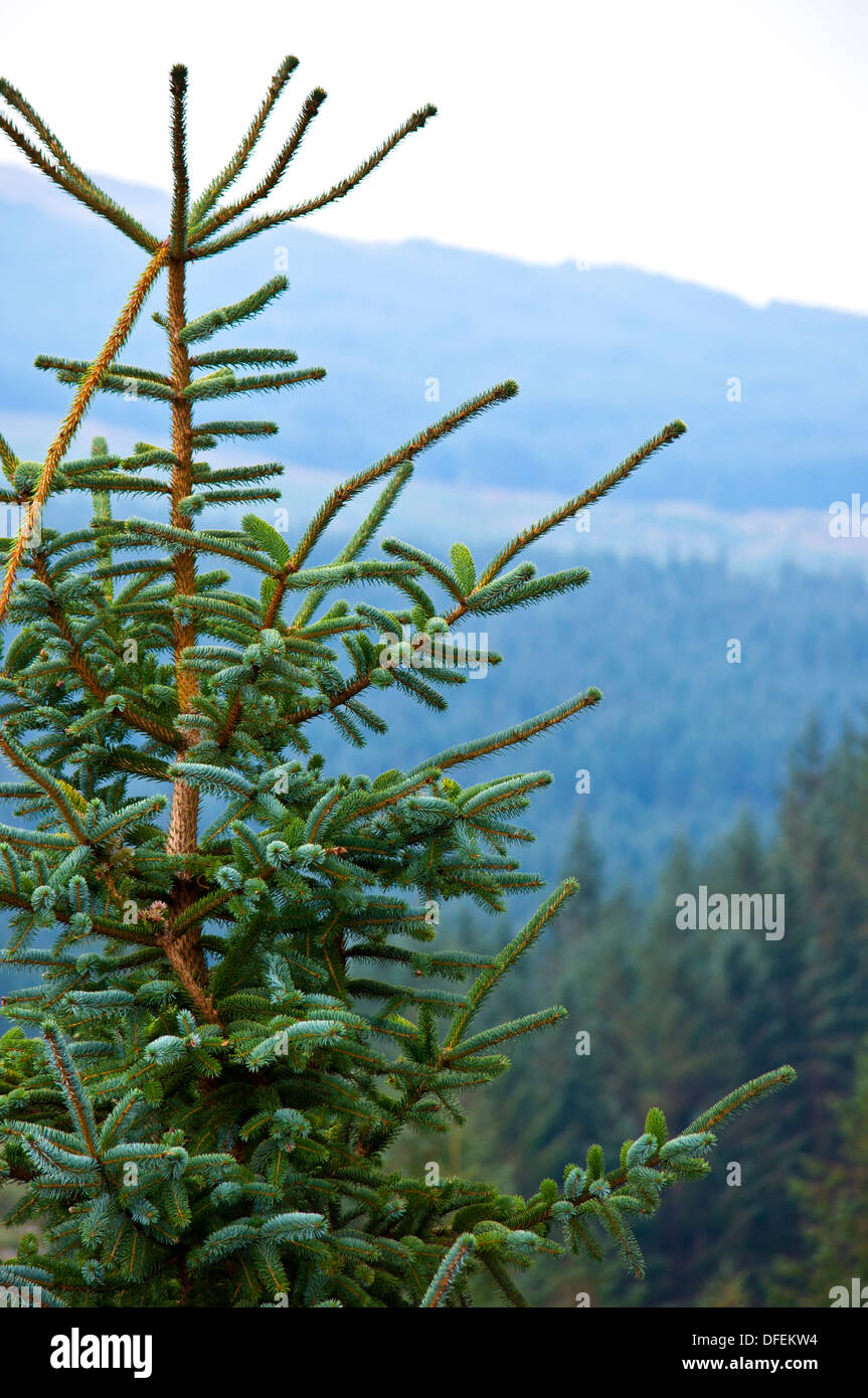 Scotland spruce forest hi-res stock photography and images - Alamy