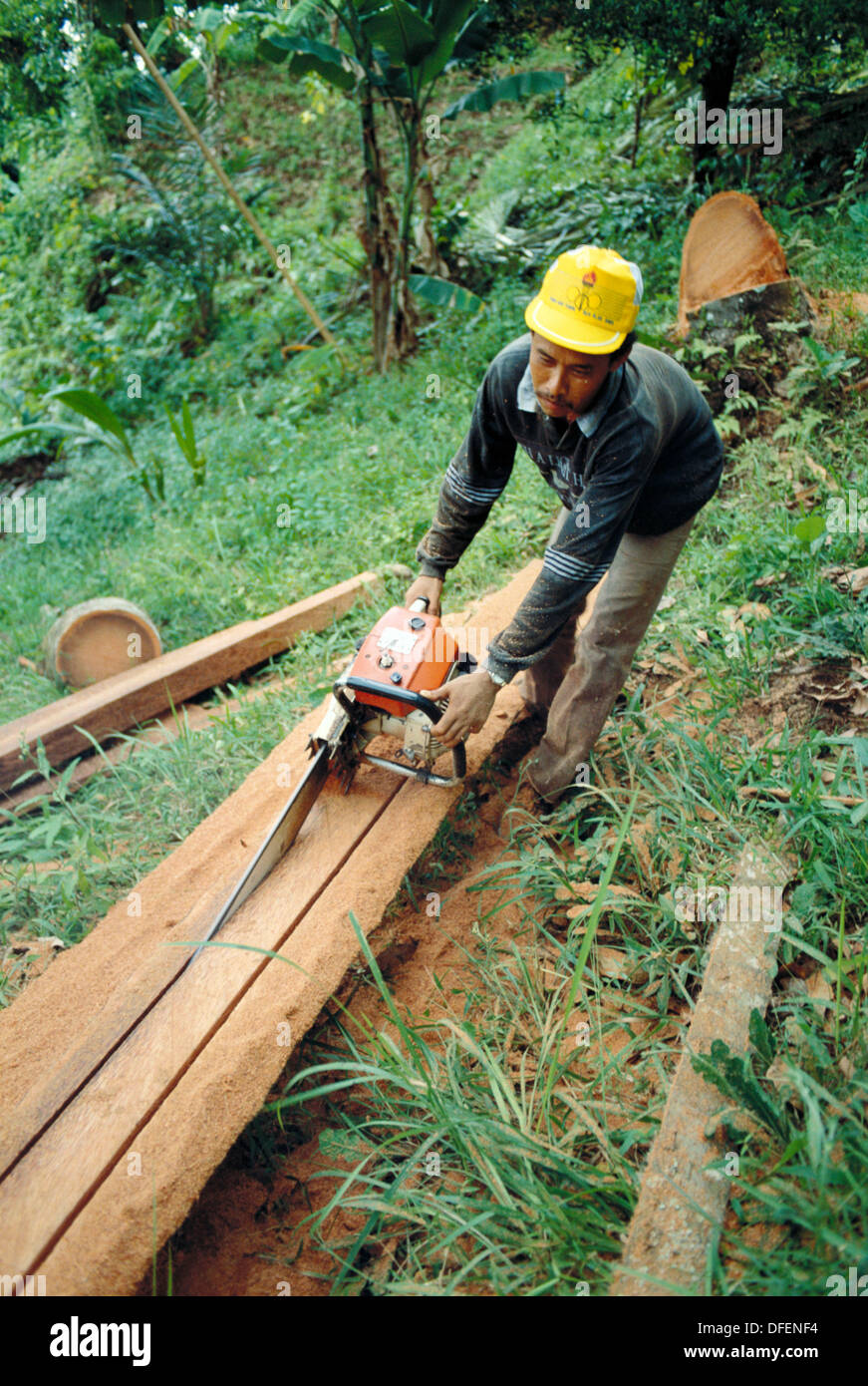Indonesia Rainforest Logging High Resolution Stock Photography and ...