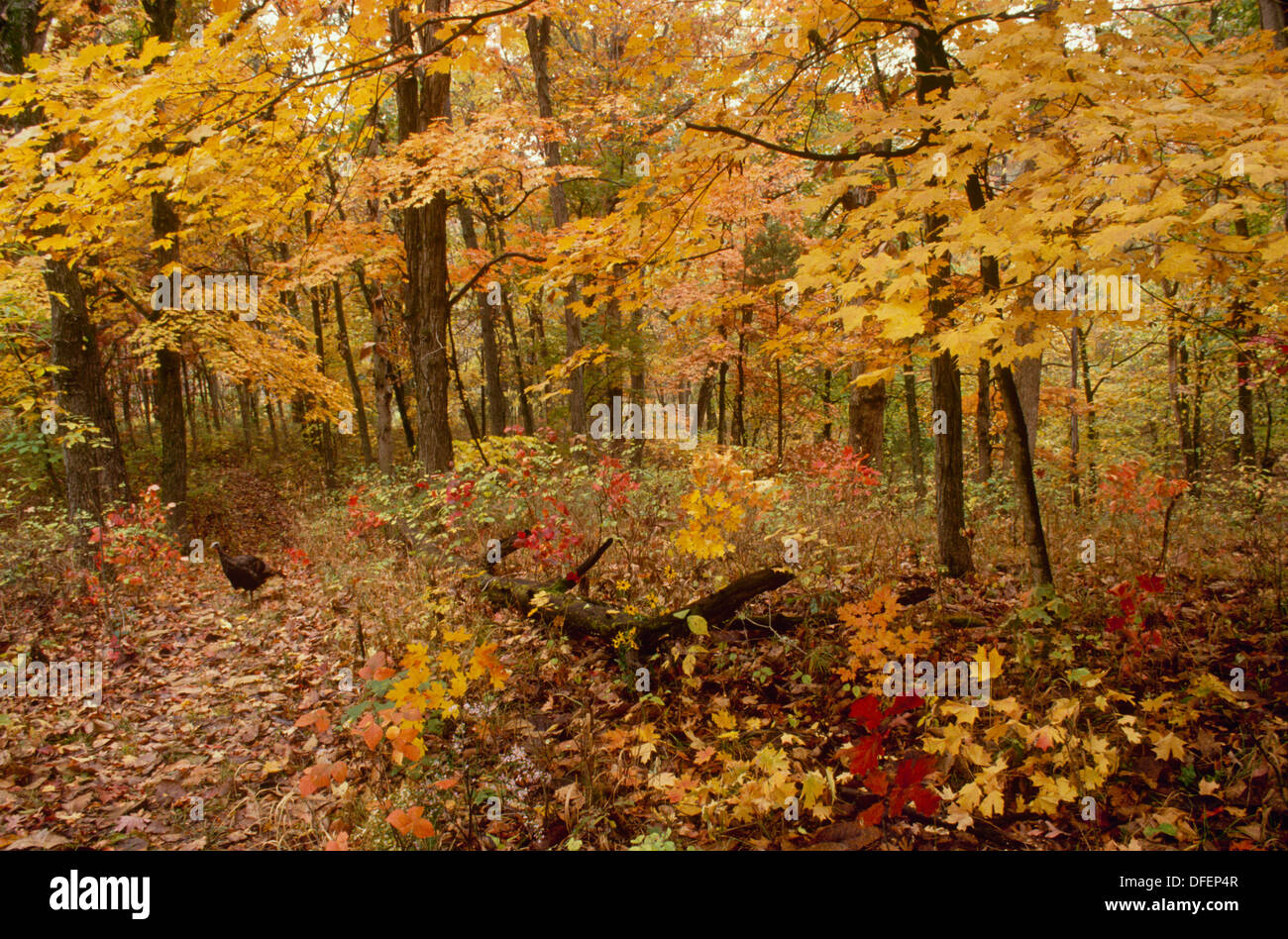Four season path through woods in autumn with foliage and wild turkey ...