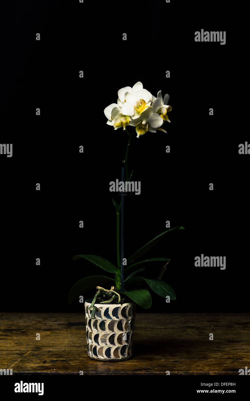 Long Stemmed Flower High Resolution Stock Photography and Images - Alamy
