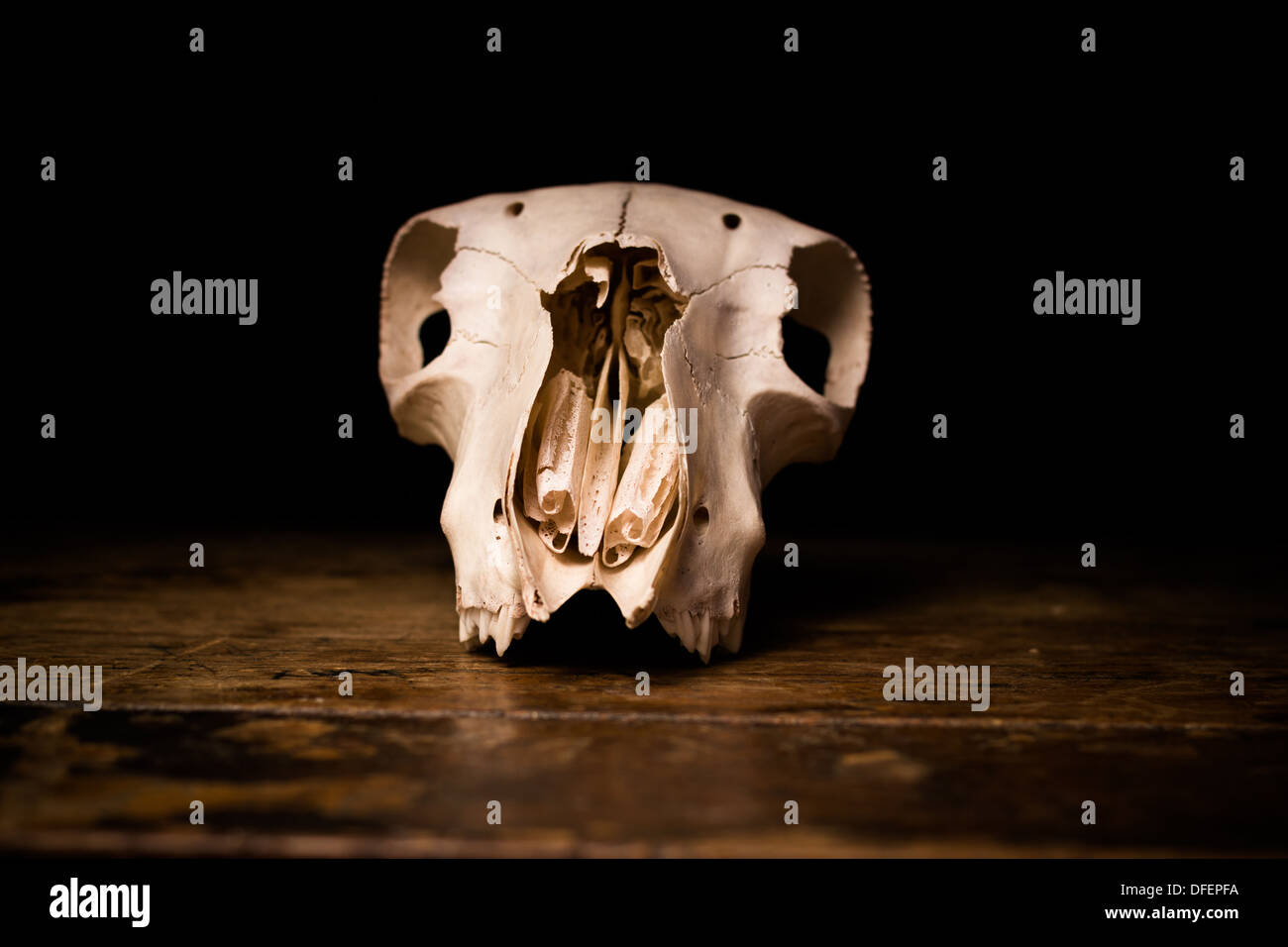 Dead goat hi-res stock photography and images - Alamy
