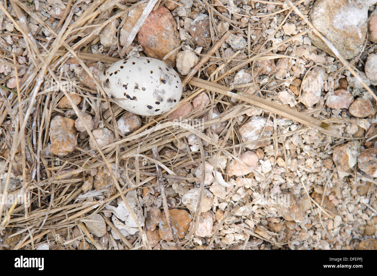 Seabird eggs hi-res stock photography and images - Alamy