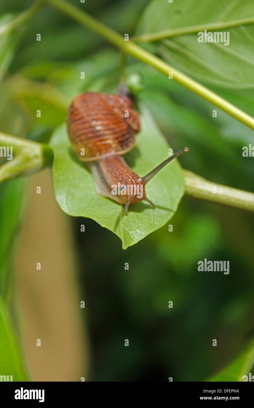 Helix Spp High Resolution Stock Photography and Images - Alamy