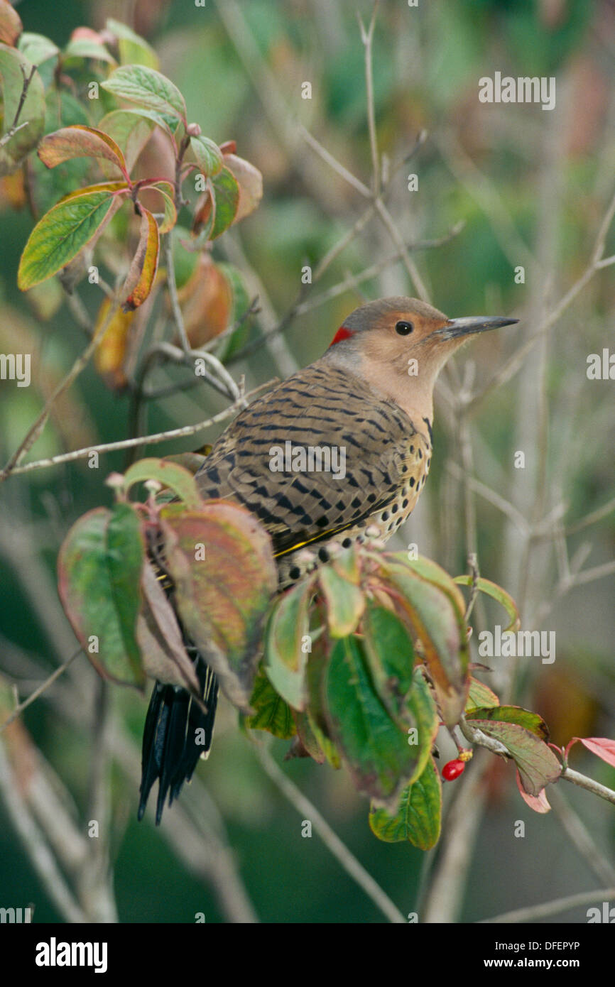 Northern Flicker on fall dogwood tree, Missouri USA Stock Photo - Alamy