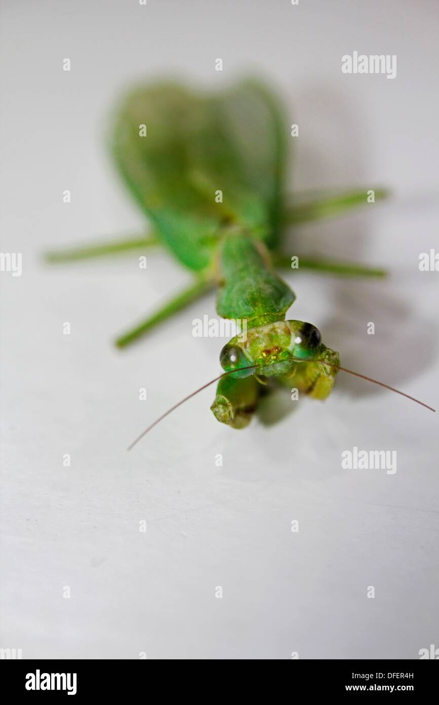Australian praying mantis hi-res stock photography and images - Alamy