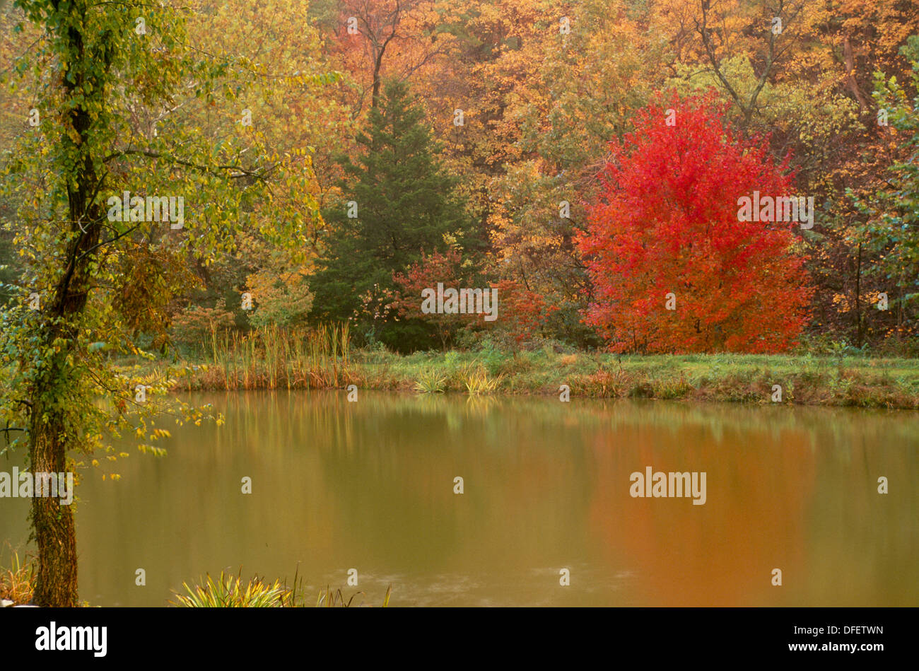 Rural pond in fall with cattails and still water in American Midwest ...
