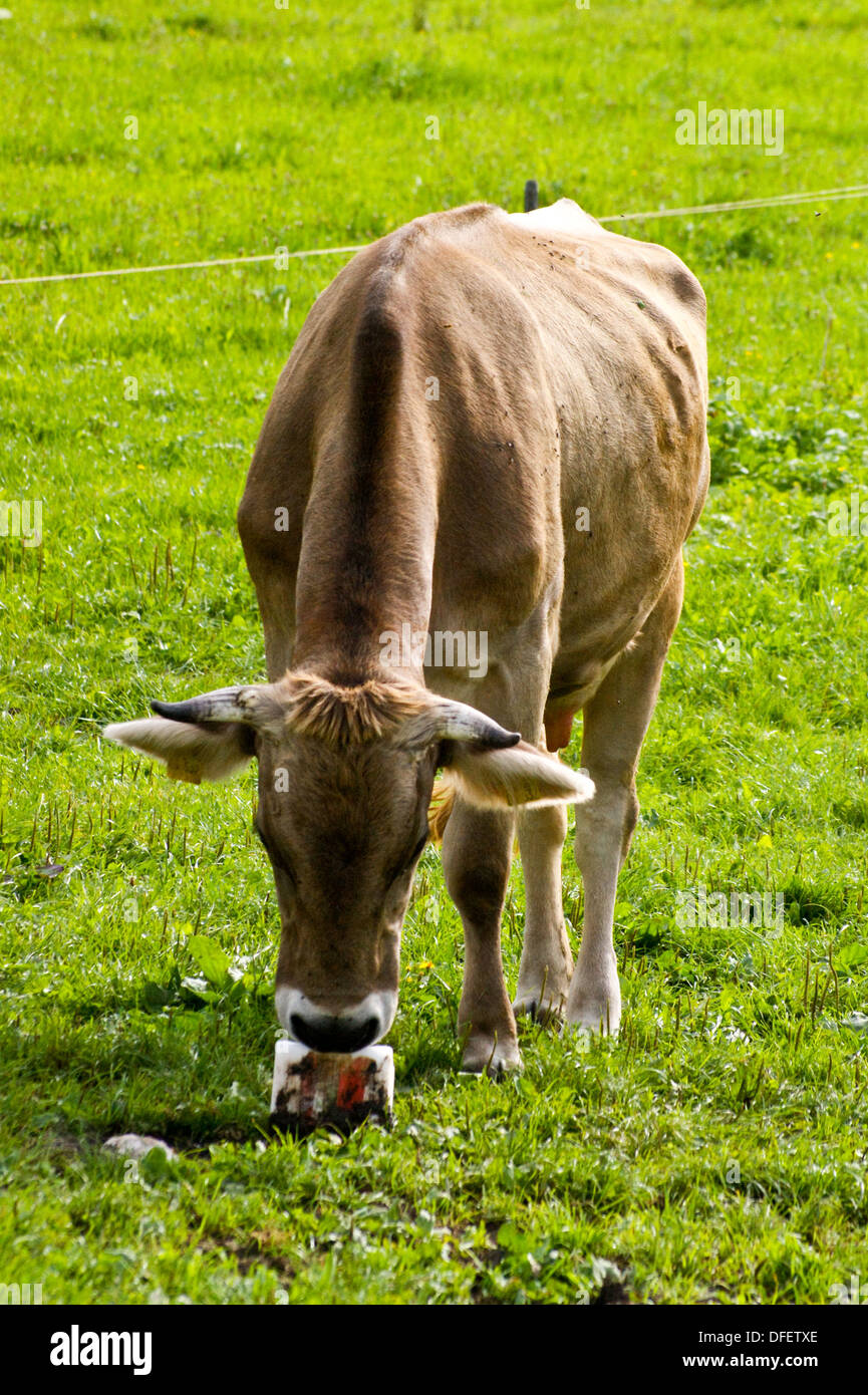 Brown cow licking mineral salt hi-res stock photography and images - Alamy