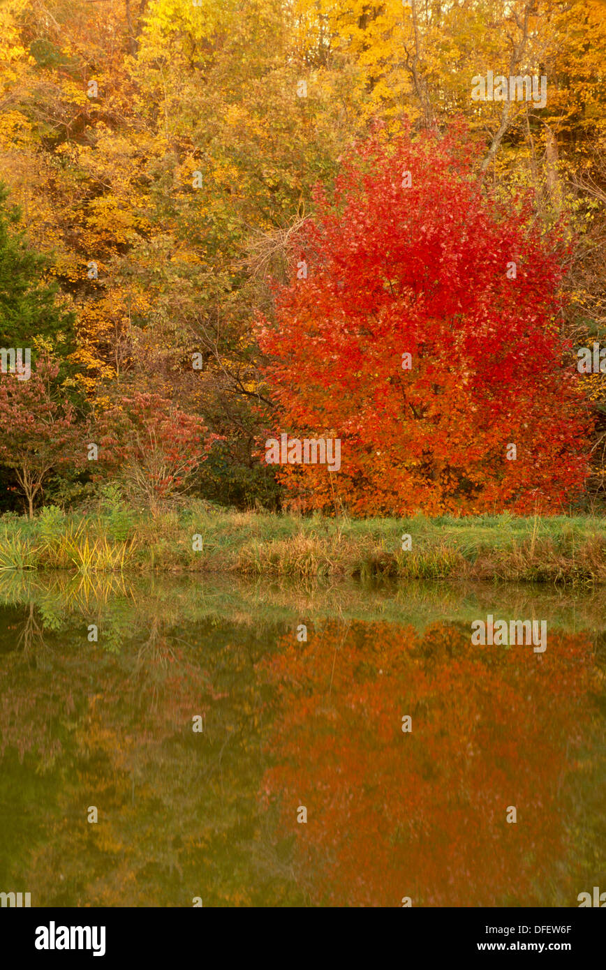 Red maple tree in full fall foliage reflected in rural lake, Missouri ...