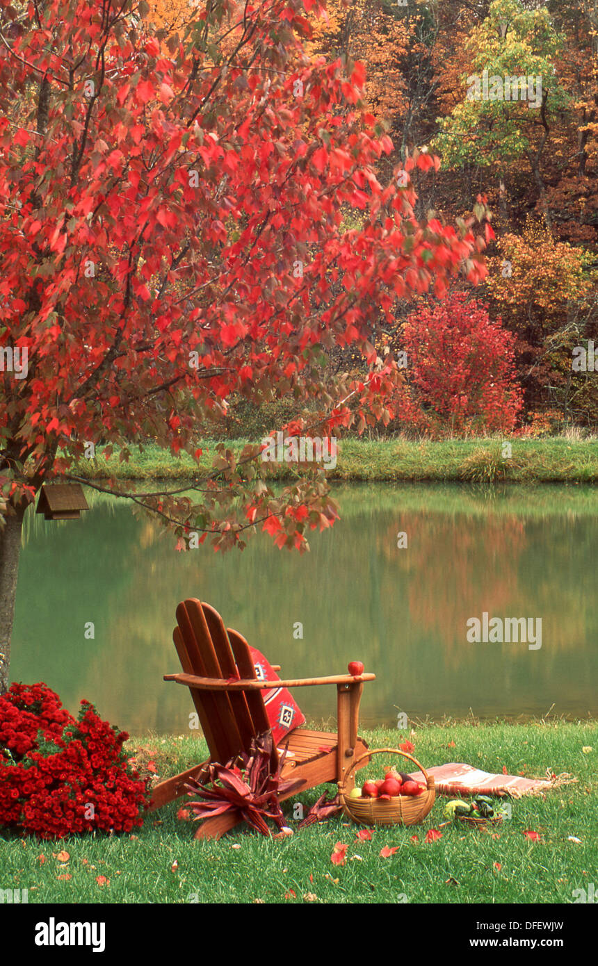 Adirondack chair under fall maple tree with a basket of apples and red ...