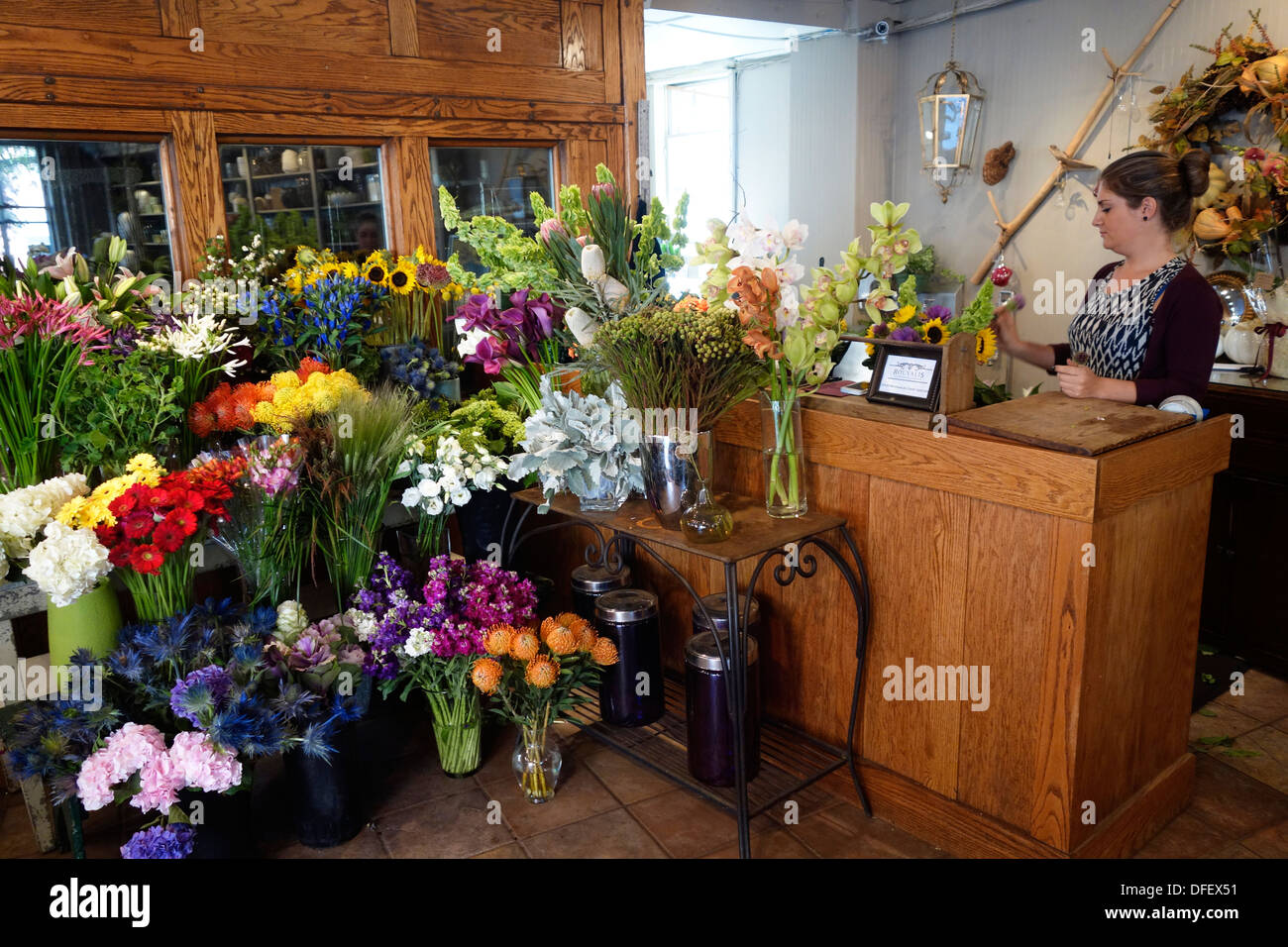 Boston daisies hi-res stock photography and images - Alamy