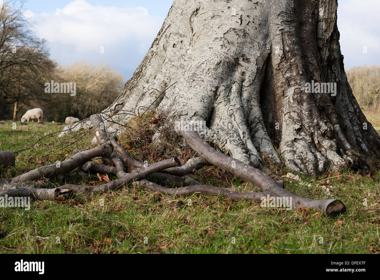Old beech tree trunk hi-res stock photography and images - Alamy