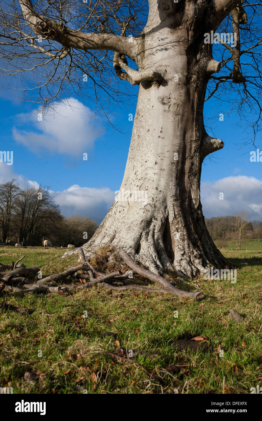 beech tree close up of trunk with logs Stock Photo - Alamy