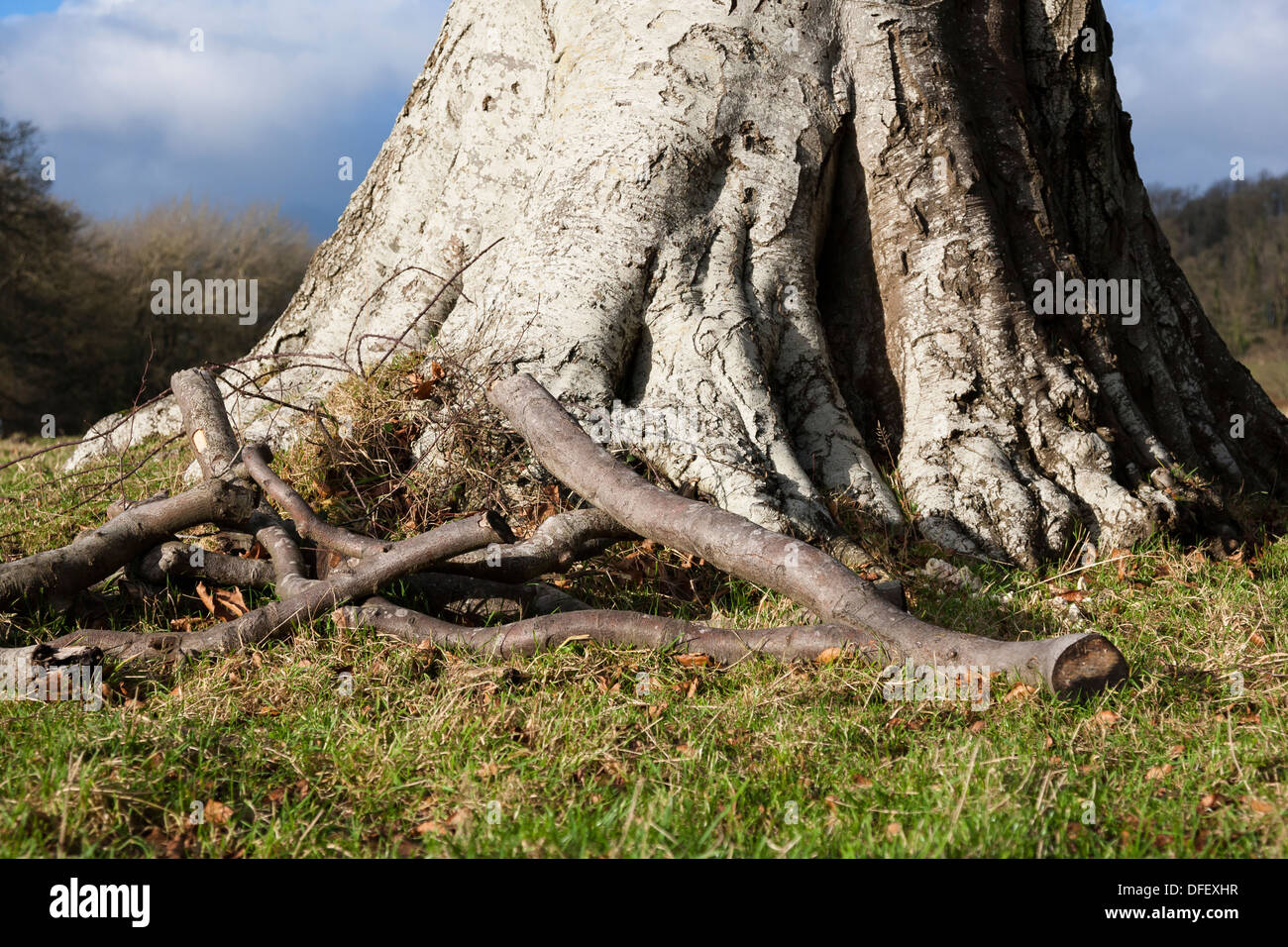 Wide tree trunk hi-res stock photography and images - Alamy