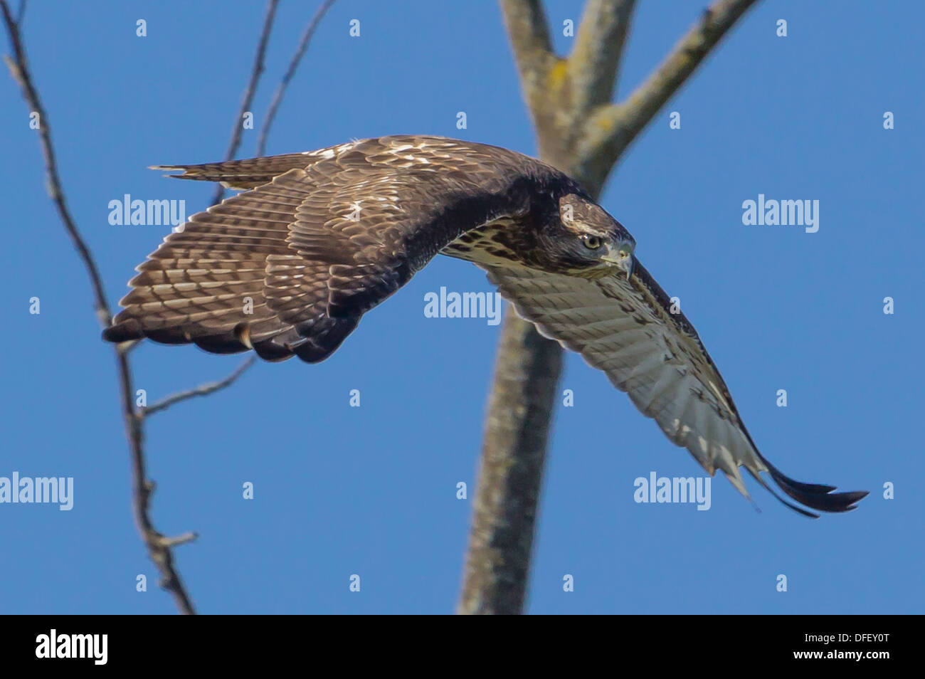 Red-Tailed Hawk in Flight Stock Photo - Alamy