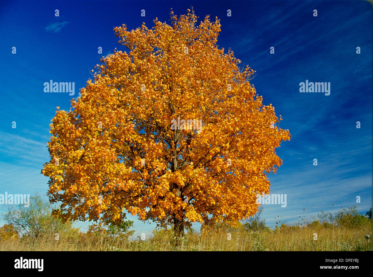 Stunning sugar maple, Acer saccarum, tree in fall gold on perfect blue ...
