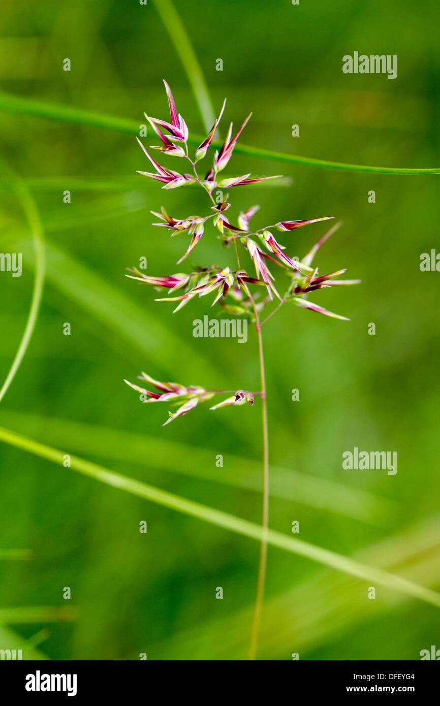 Poa grass hi-res stock photography and images - Alamy