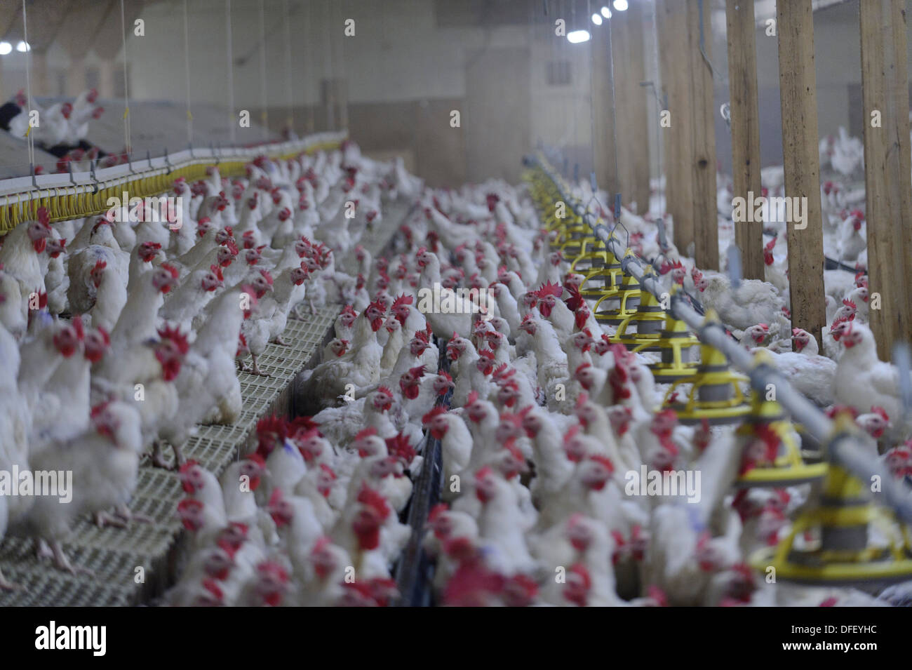 Poultry Unit High Resolution Stock Photography and Images - Alamy