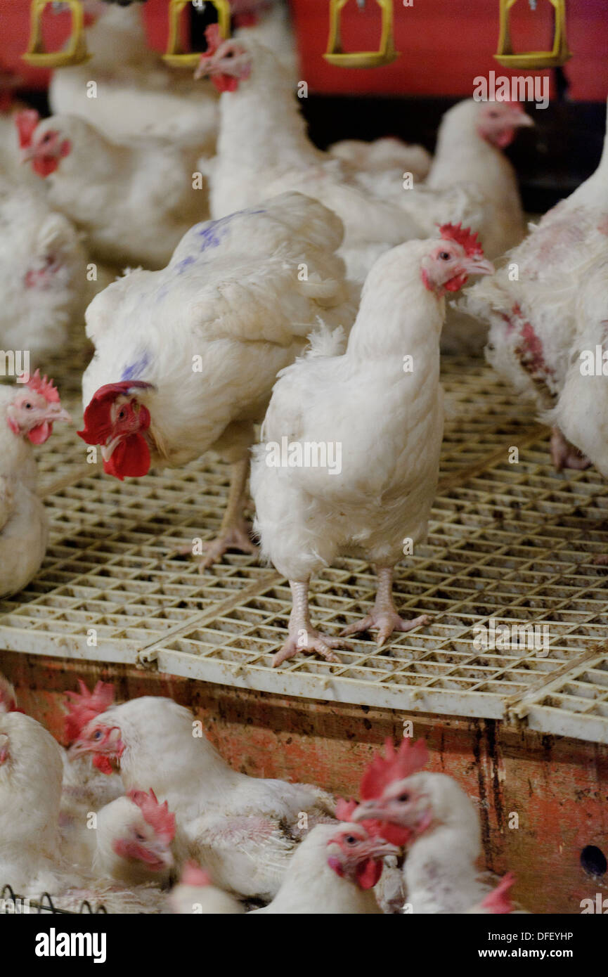 Poultry unit hi-res stock photography and images - Alamy