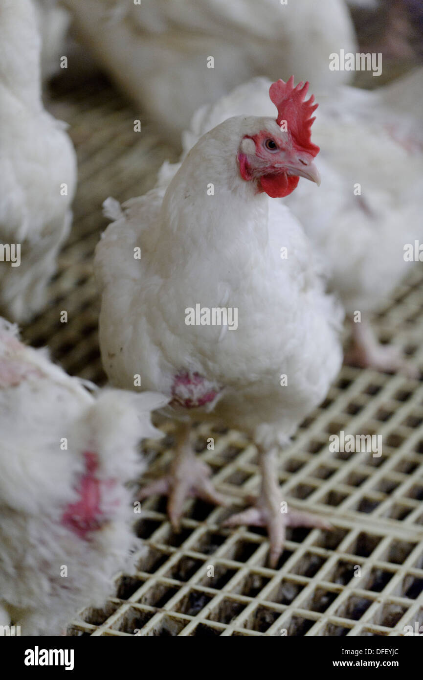 Poultry Production High Resolution Stock Photography and Images - Alamy