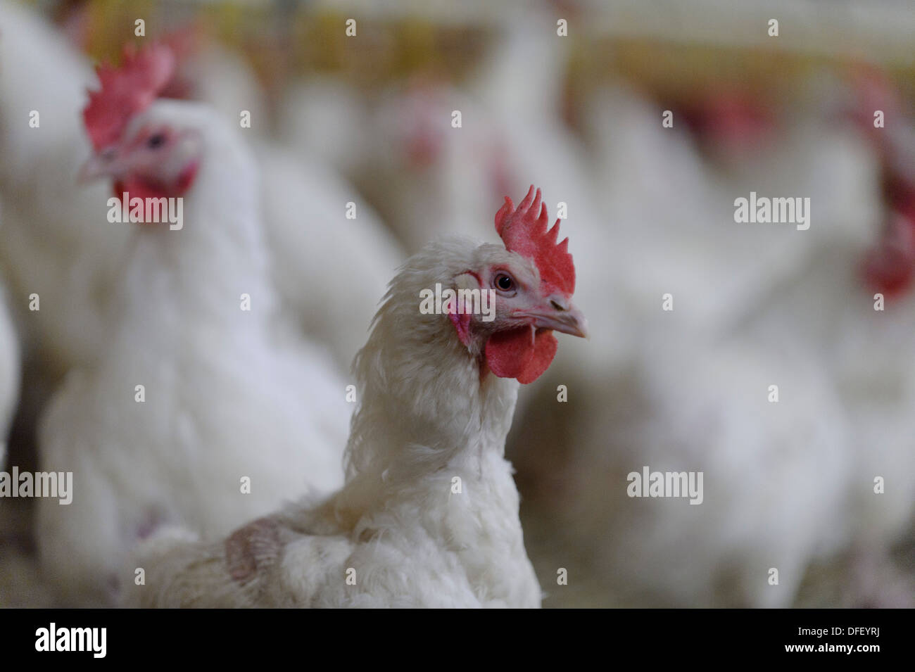 Poultry unit hi-res stock photography and images - Alamy