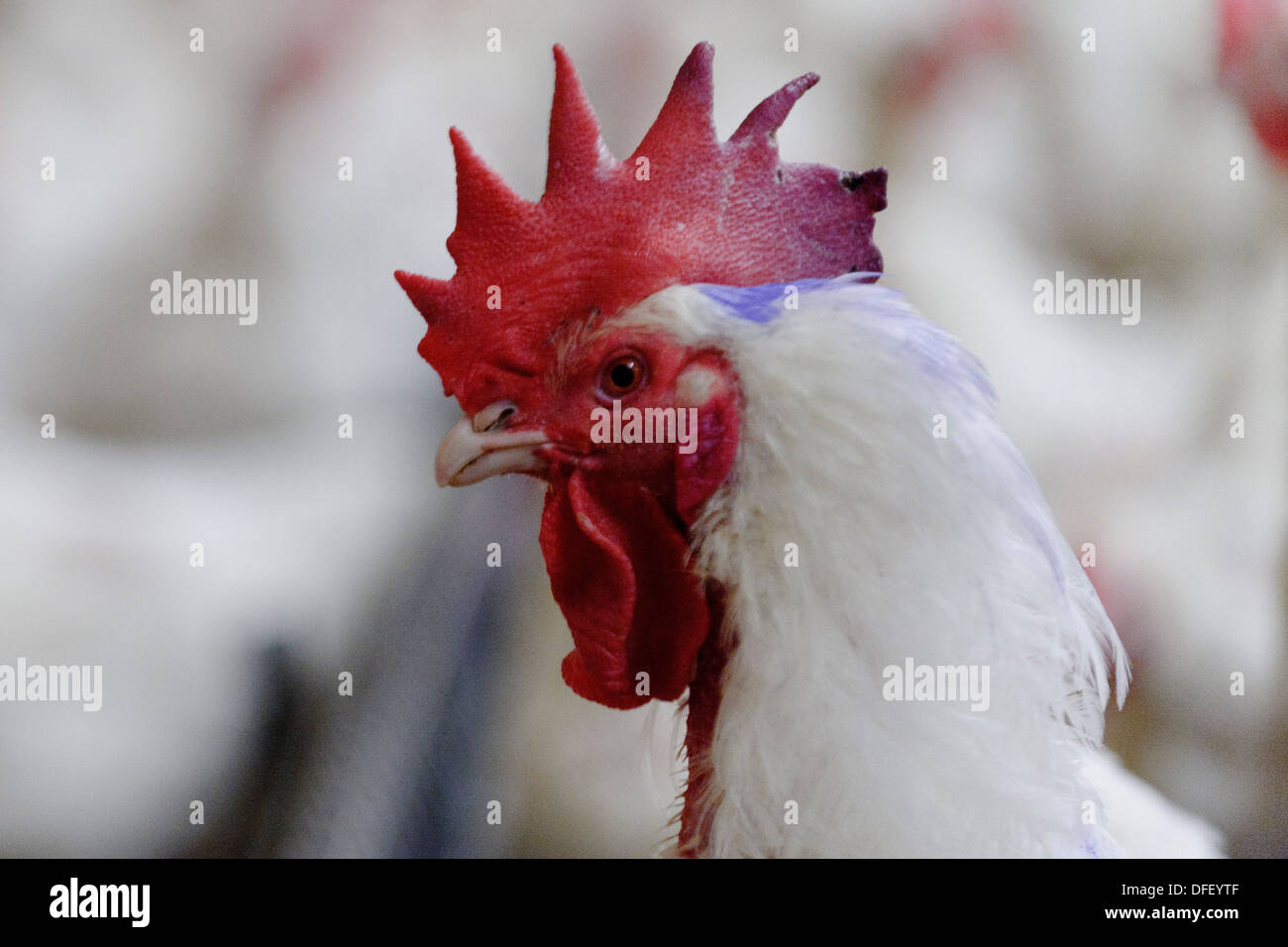 Poultry production unit Stock Photo - Alamy