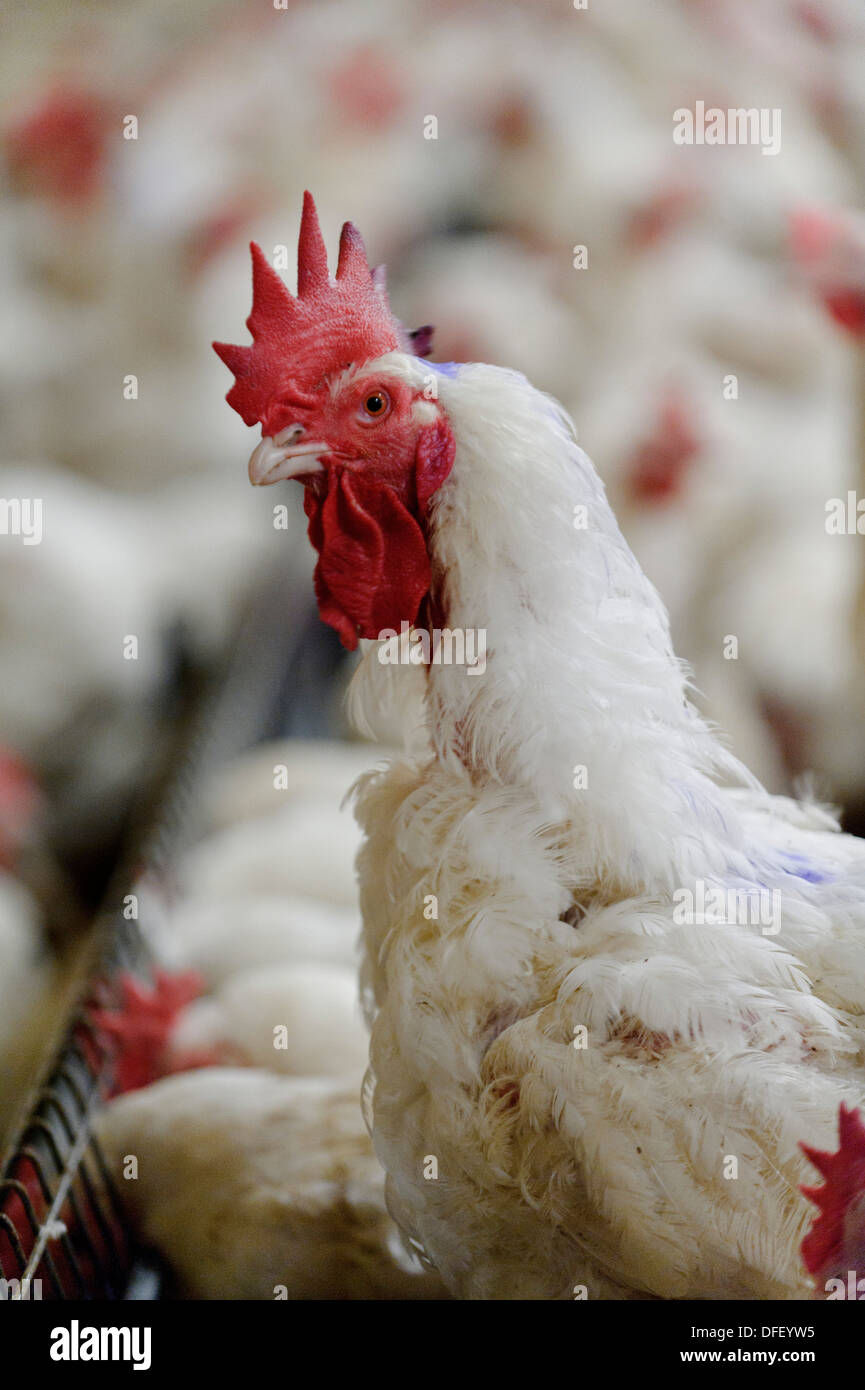 Poultry production unit Stock Photo - Alamy