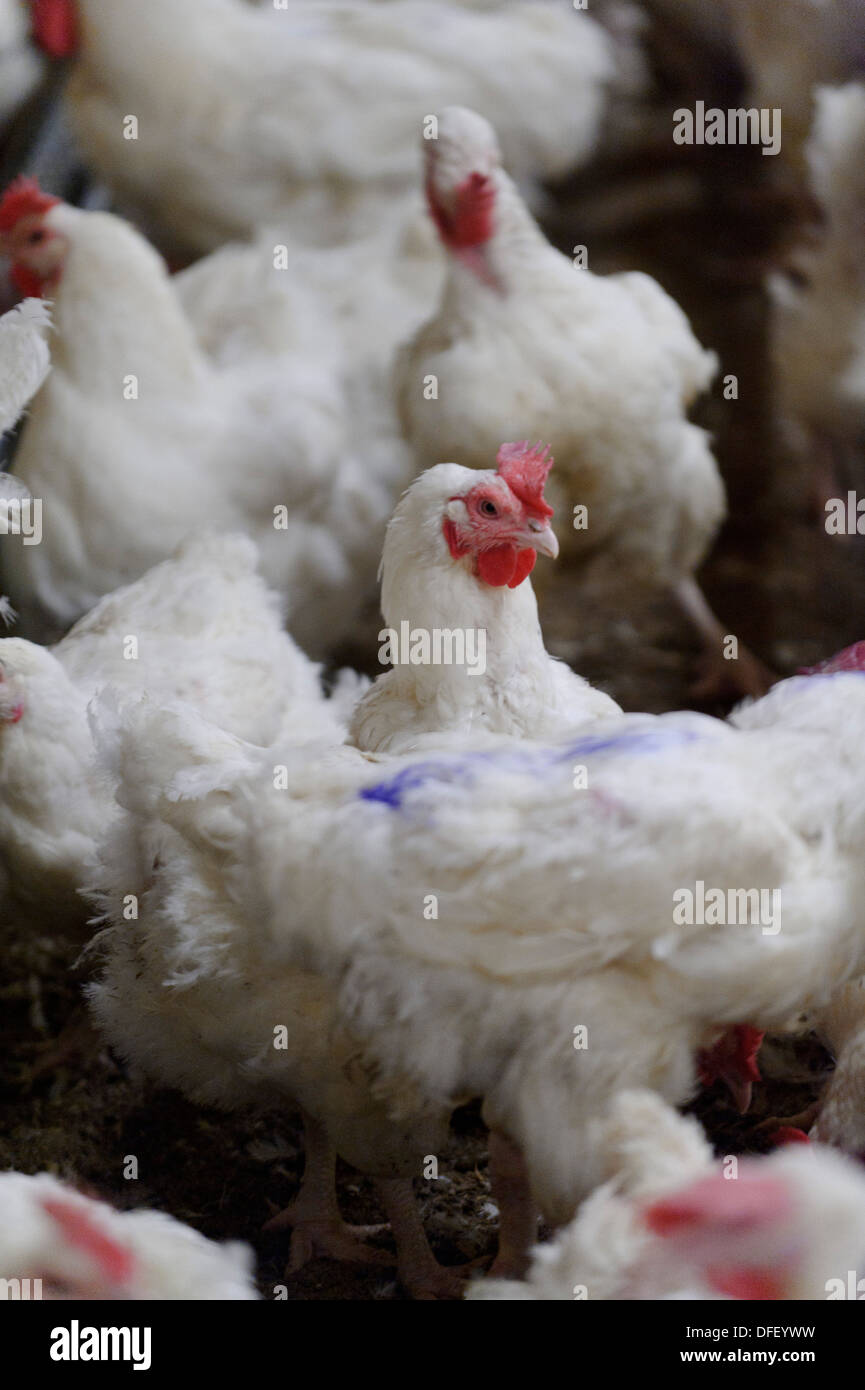 Poultry production unit Stock Photo - Alamy