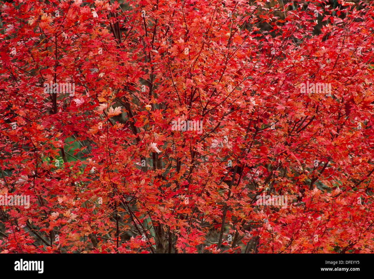 Maple tree hybrid combining Acer Rubrum and Saccharium and called ...