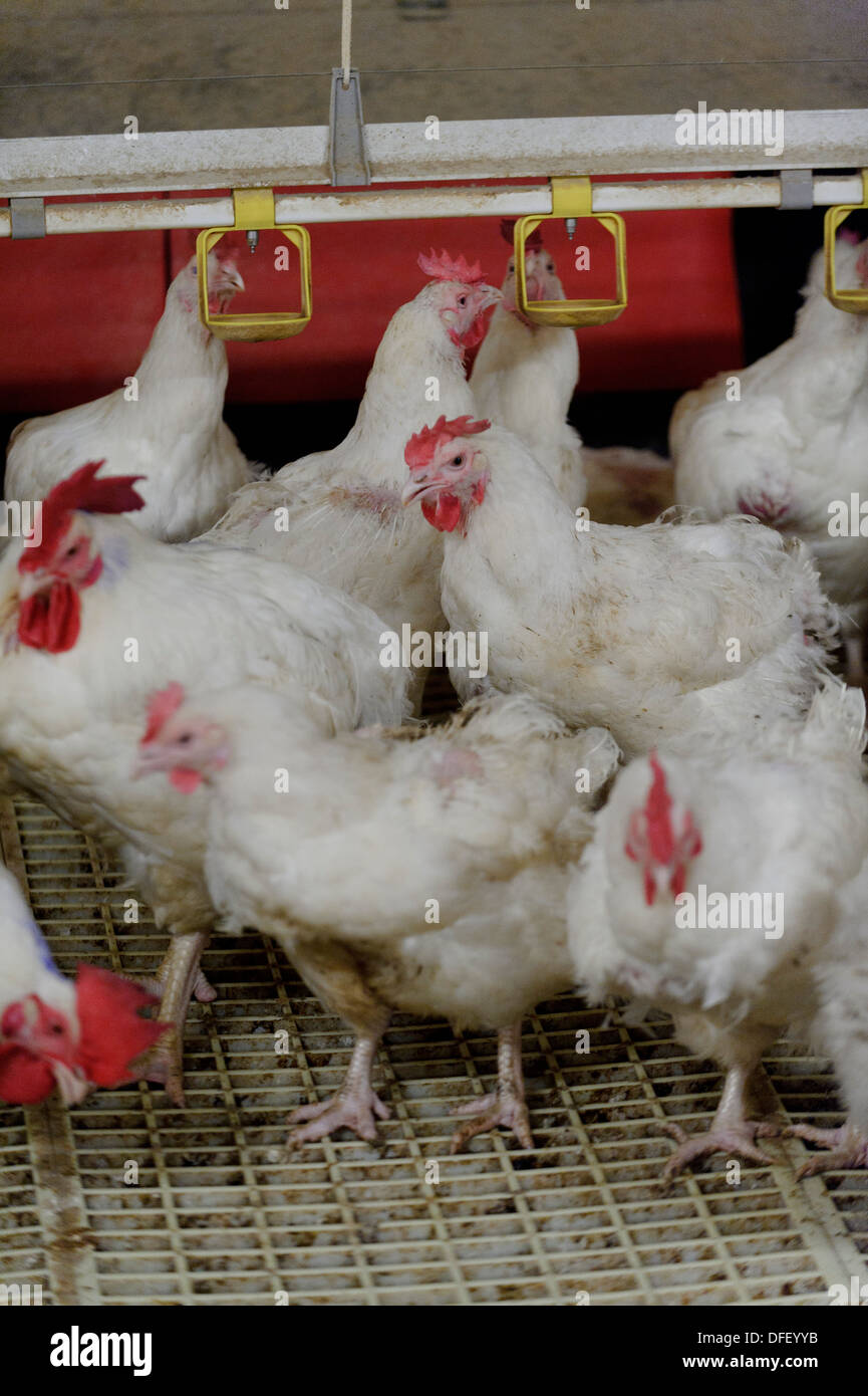 Poultry unit hi-res stock photography and images - Alamy