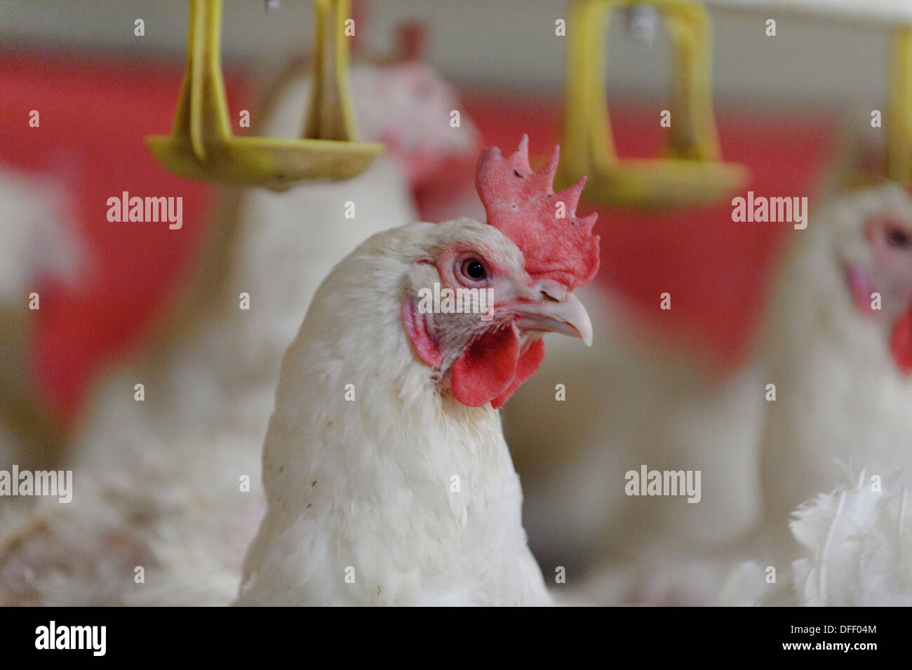 Poultry production unit Stock Photo - Alamy