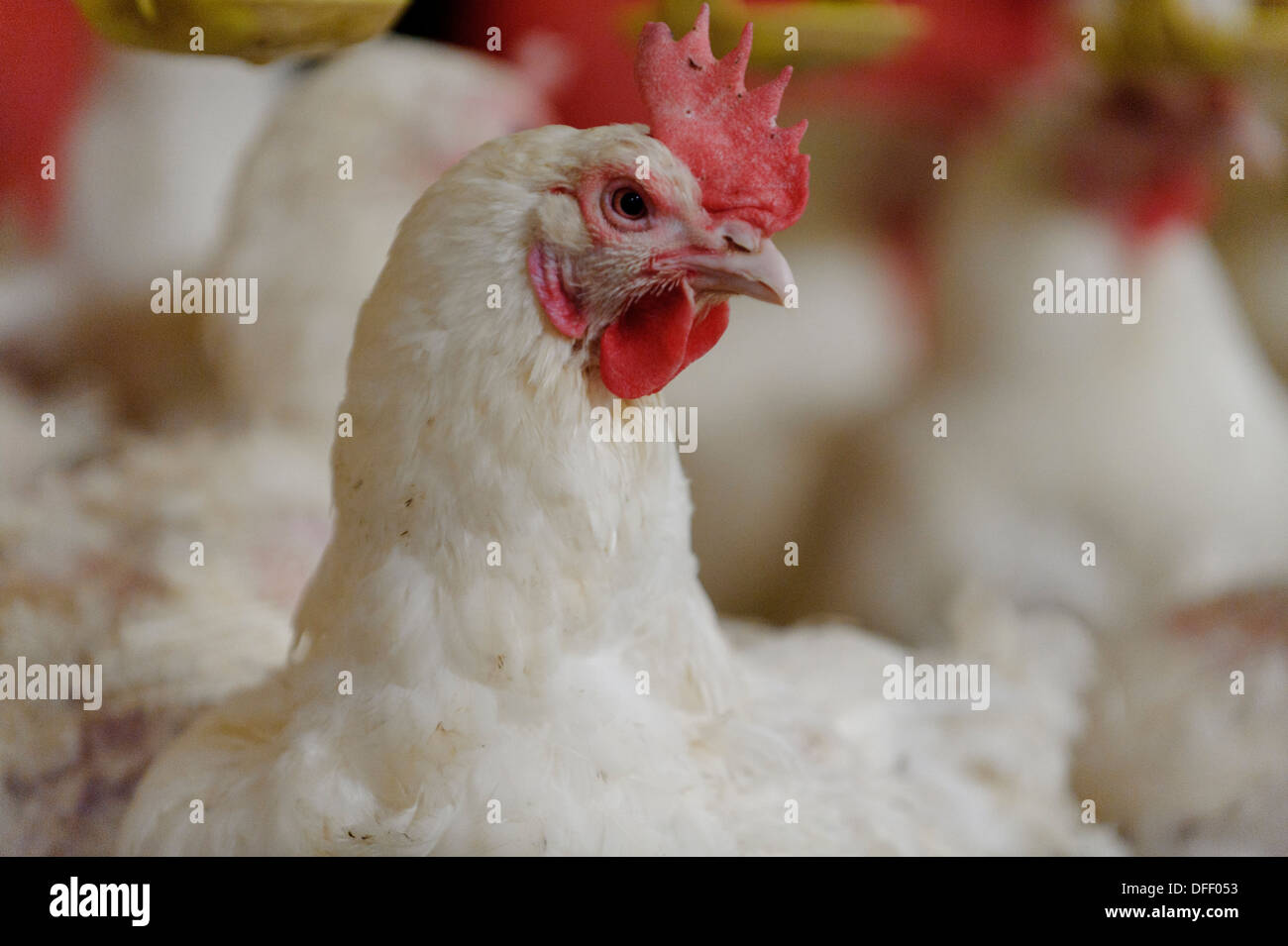 Poultry production unit Stock Photo - Alamy