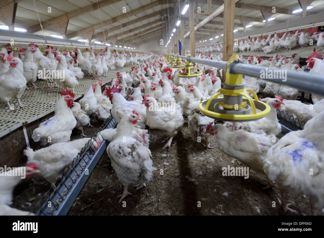 Poultry production unit Stock Photo - Alamy