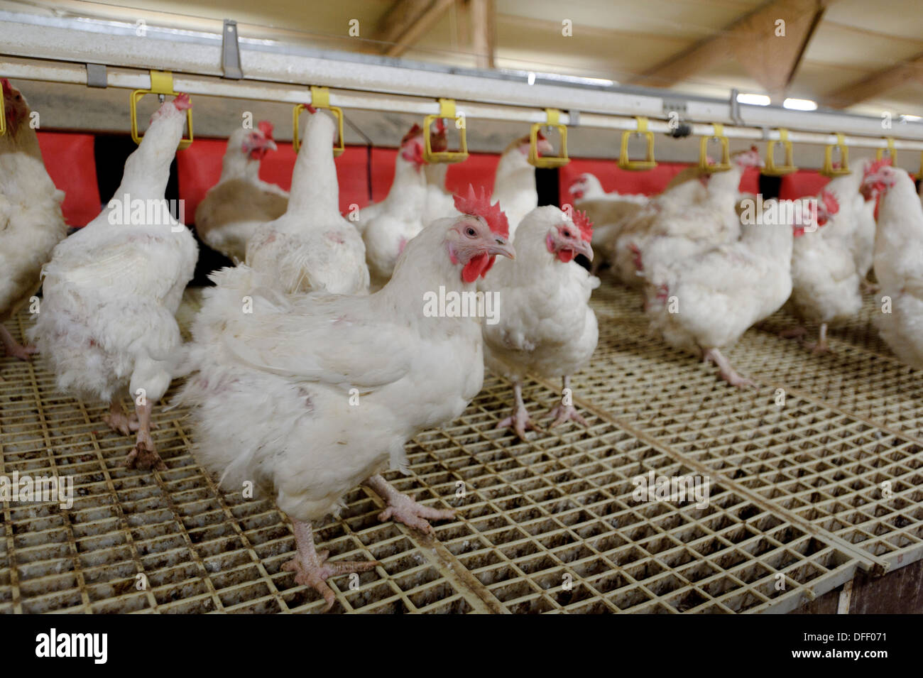 Poultry production unit Stock Photo - Alamy