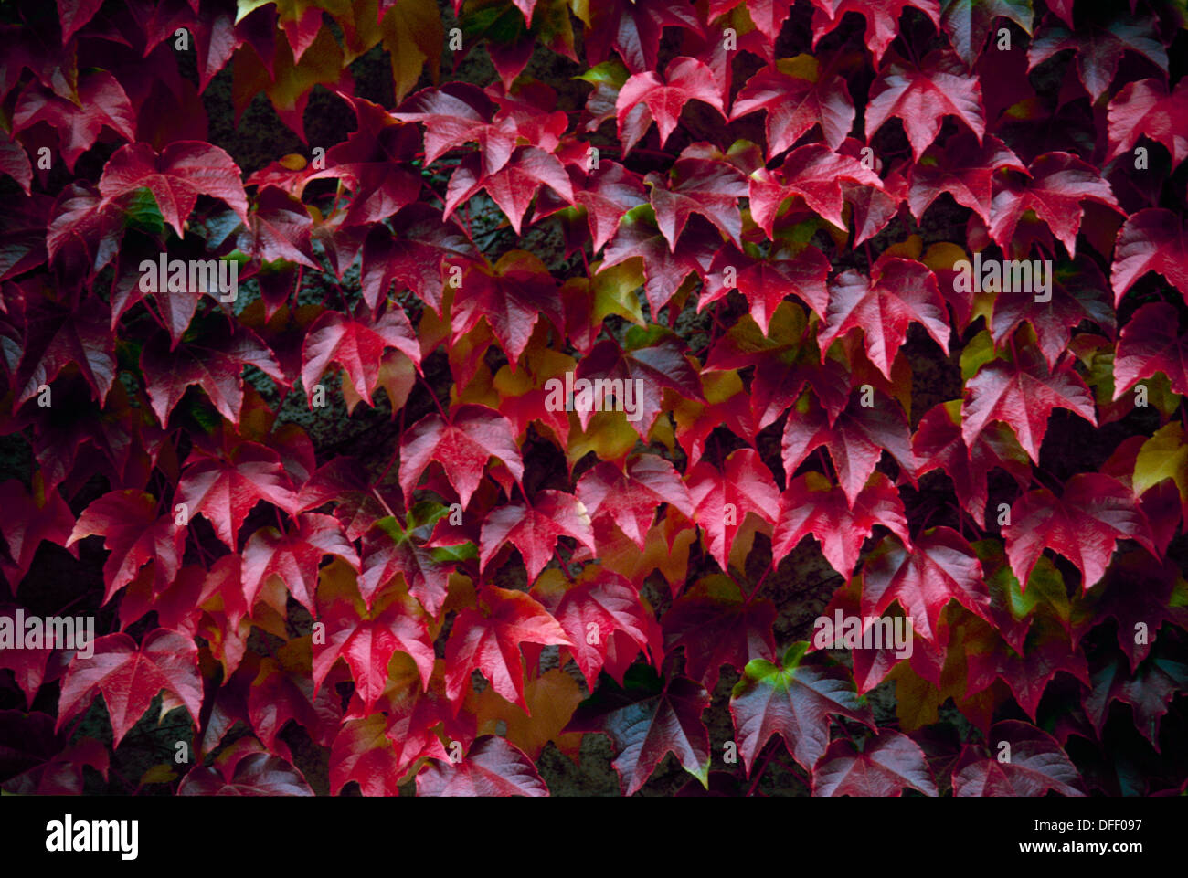 Boston ivy vine in fall on wall of house, Parthenocissus tricuspidata ...