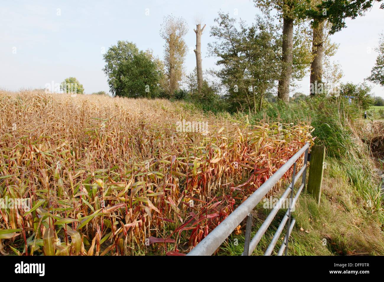 Netherlands landscape country hi-res stock photography and images - Alamy