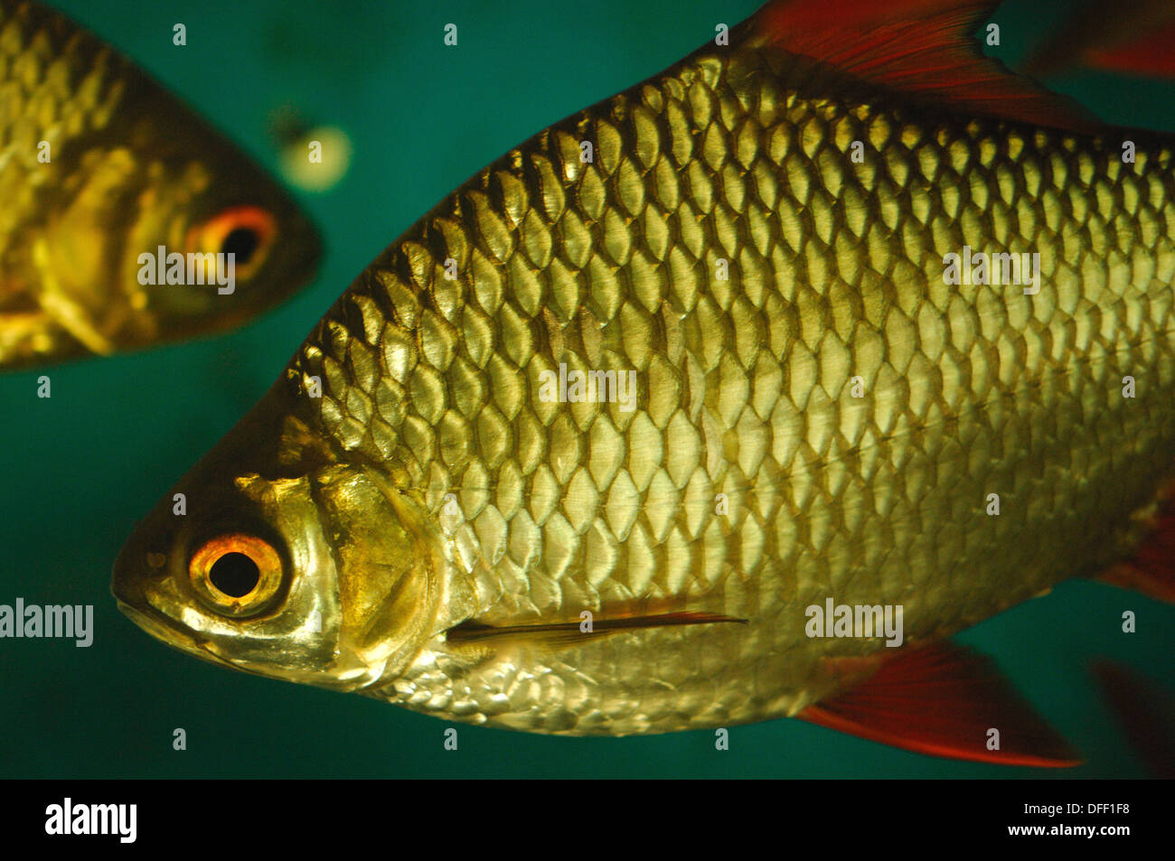 Barbs fish hi-res stock photography and images - Alamy