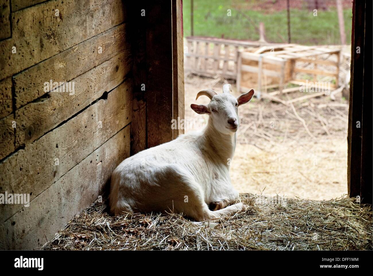 Lying Goat High Resolution Stock Photography and Images - Alamy