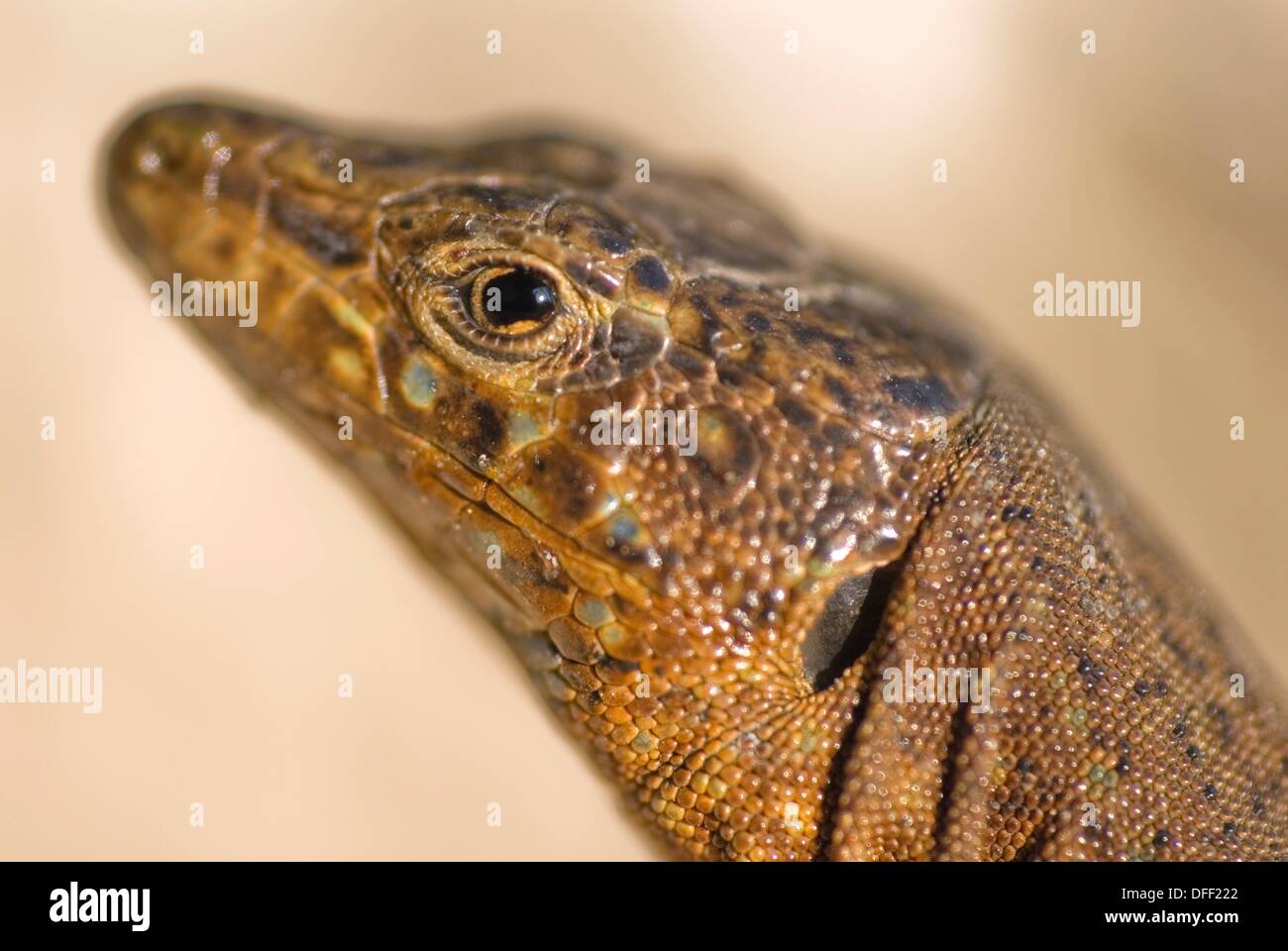 Balearic wall lizard podarcis lilfordi hi-res stock photography and ...