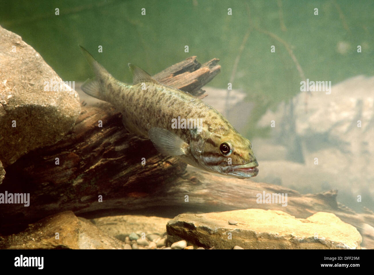 Smallmouth bass by underwater log Stock Photo - Alamy