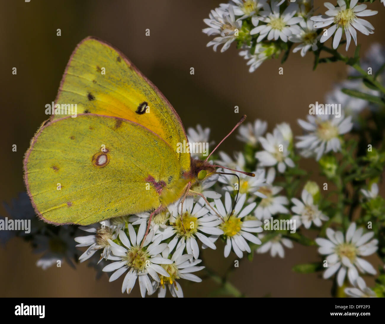 Clouded Sulphur Butterfly Stock Photo - Alamy