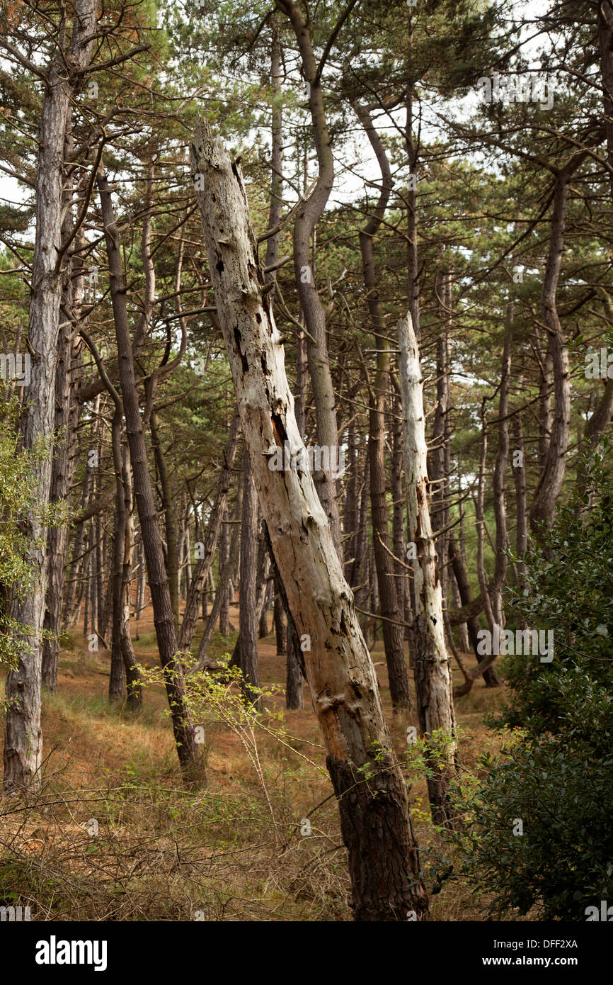 Scots pine trees hi-res stock photography and images - Alamy